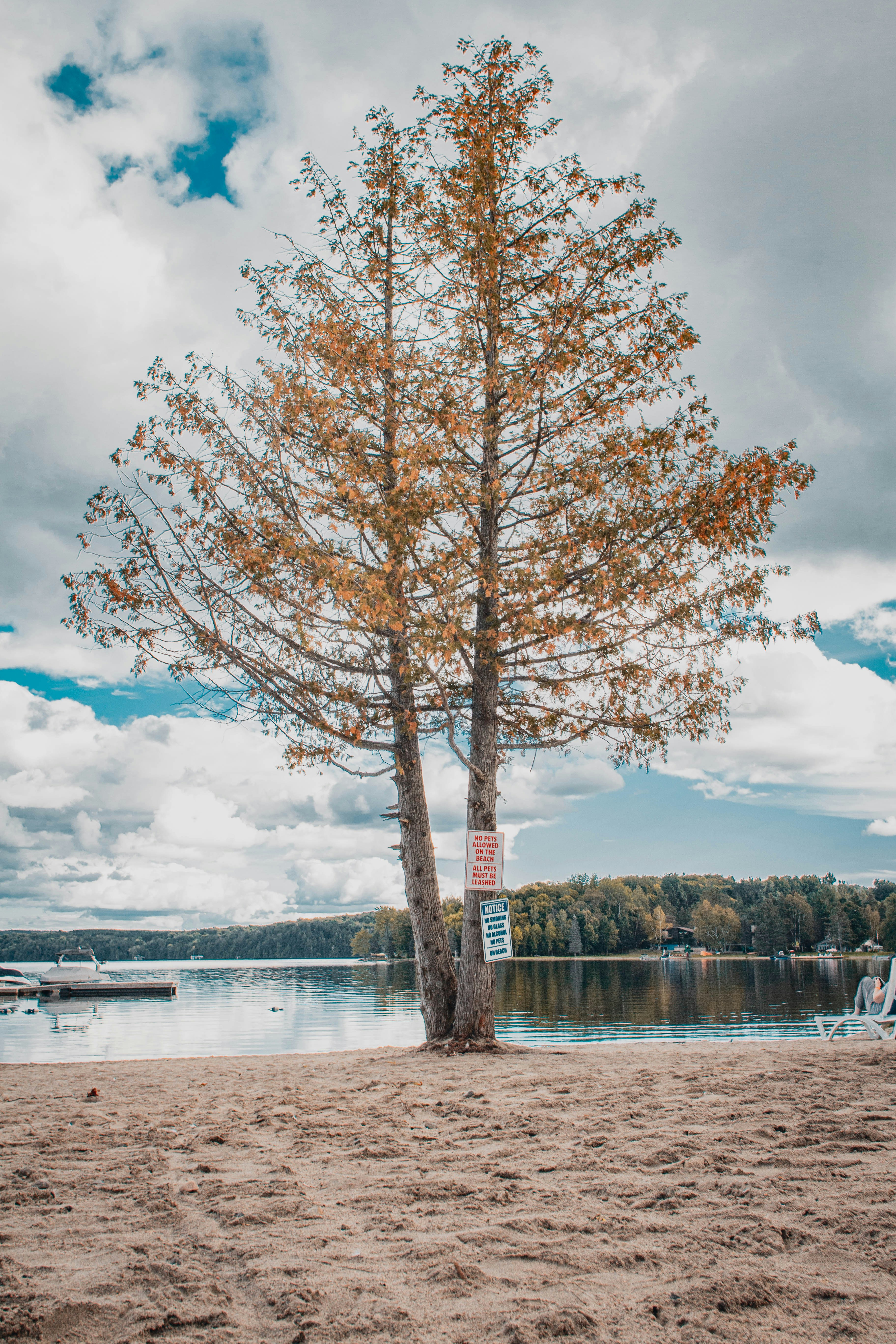 A lone tree on the shore of a lake photo – Free Muskoka Image on Unsplash