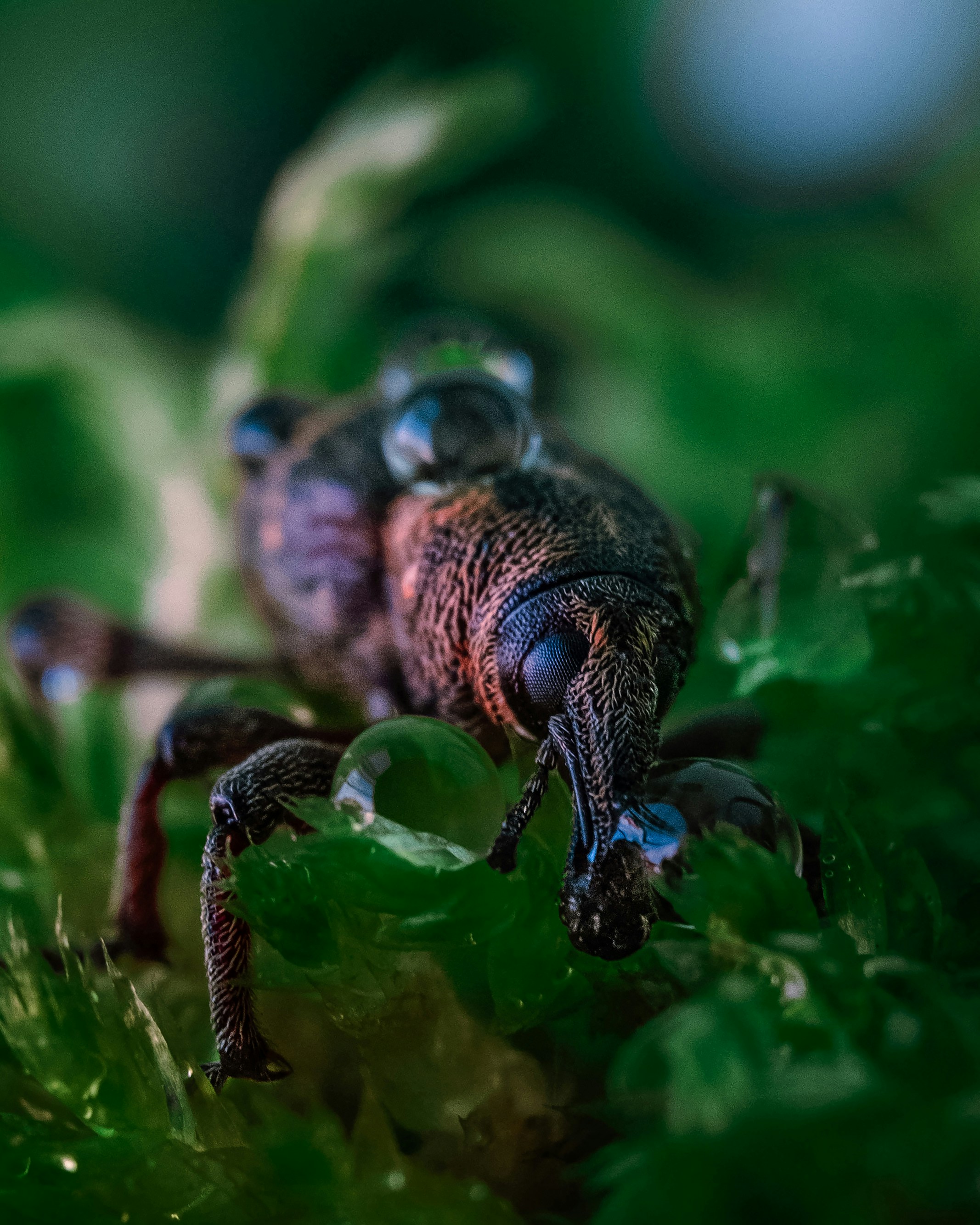Un gros plan de deux insectes sur une plante photo – Photo Insecte ...