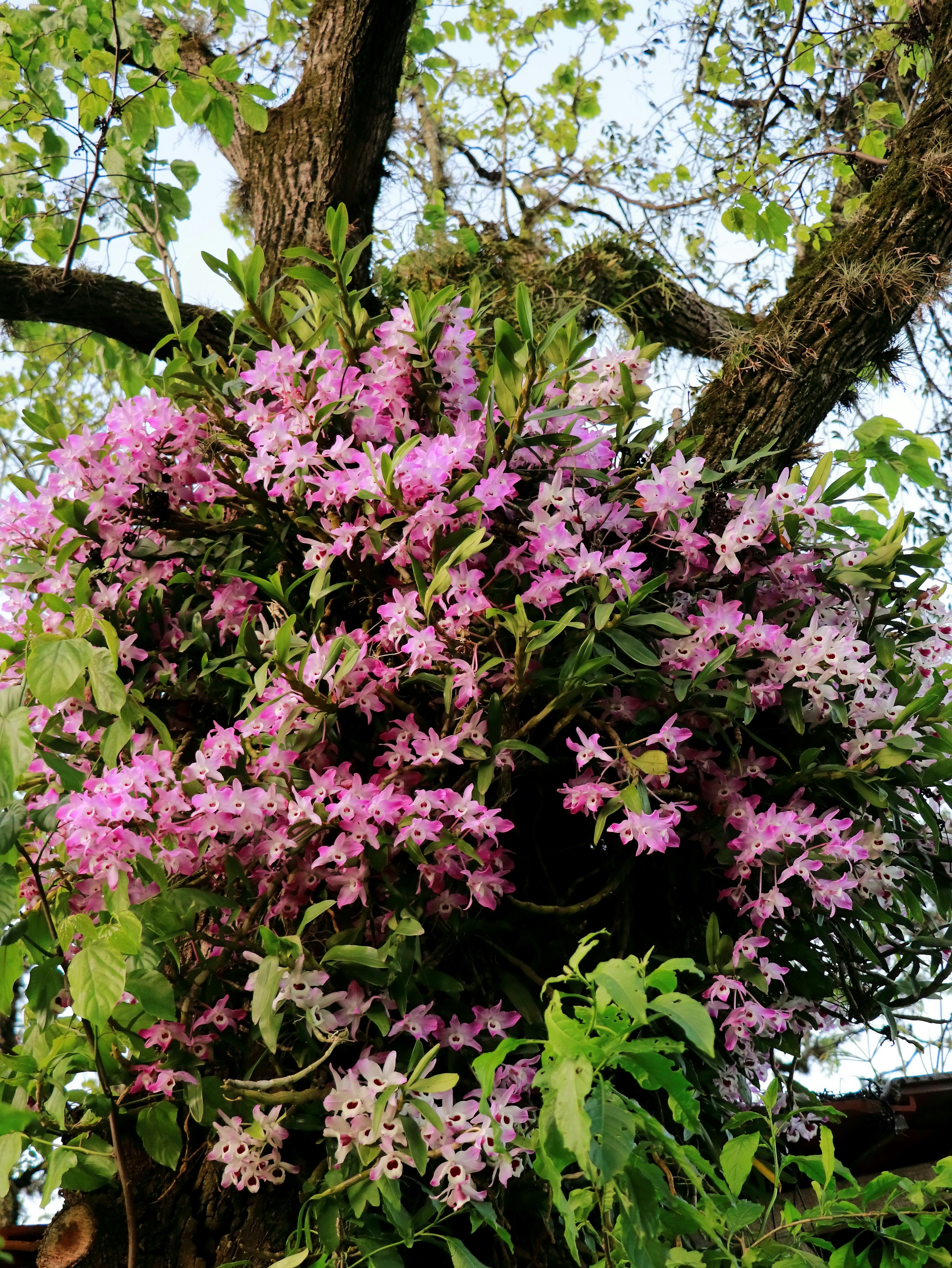 Un ramo de flores púrpuras colgando de un árbol foto – Imagen de Flor ...
