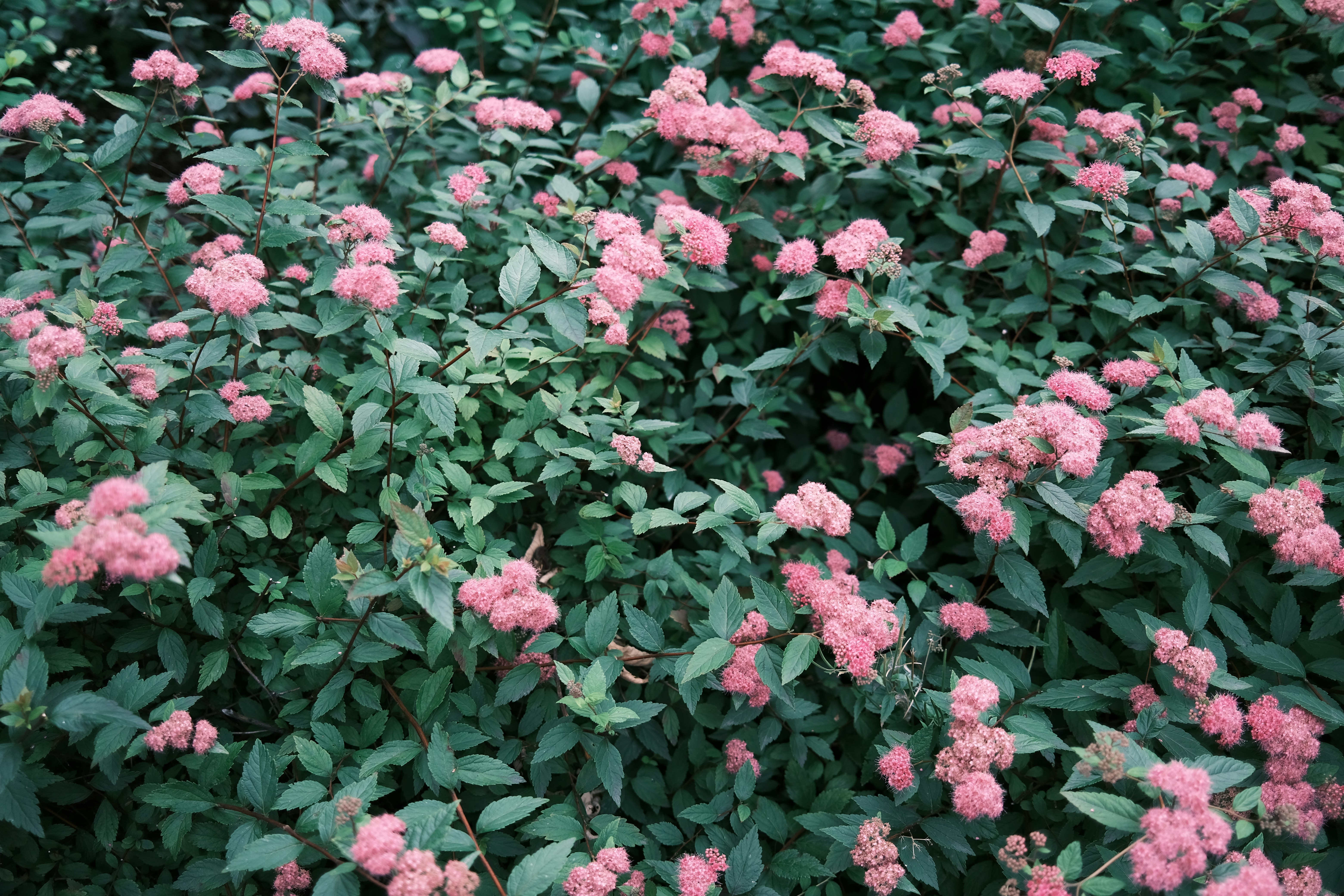 Vibrant clusters of pink flowers interspersed among lush green foliage, creating a natural tapestry. The scene evokes a sense of tranquility.