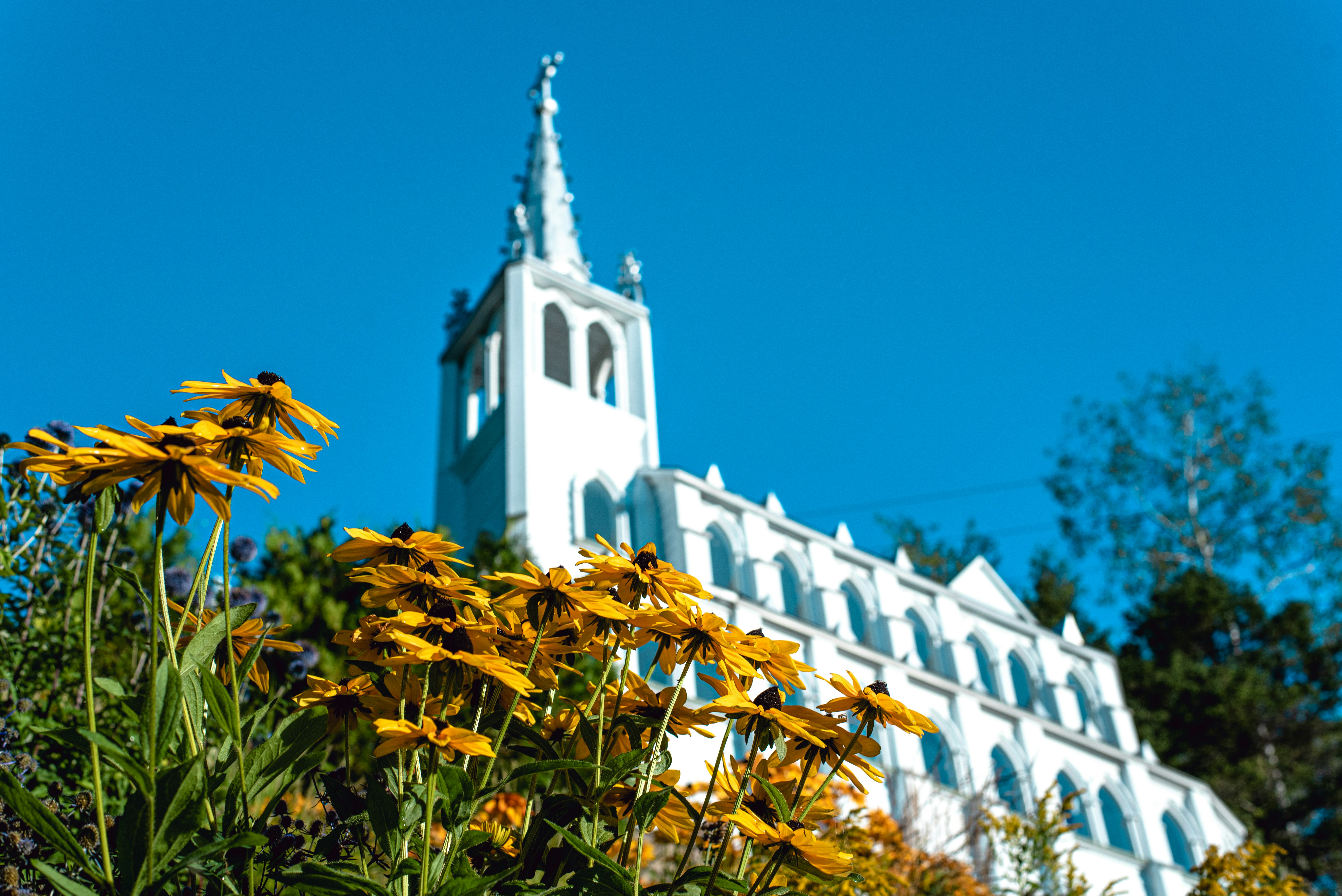 White chapel tower rises above vibrant yellow flowers under a clear blue sky.
