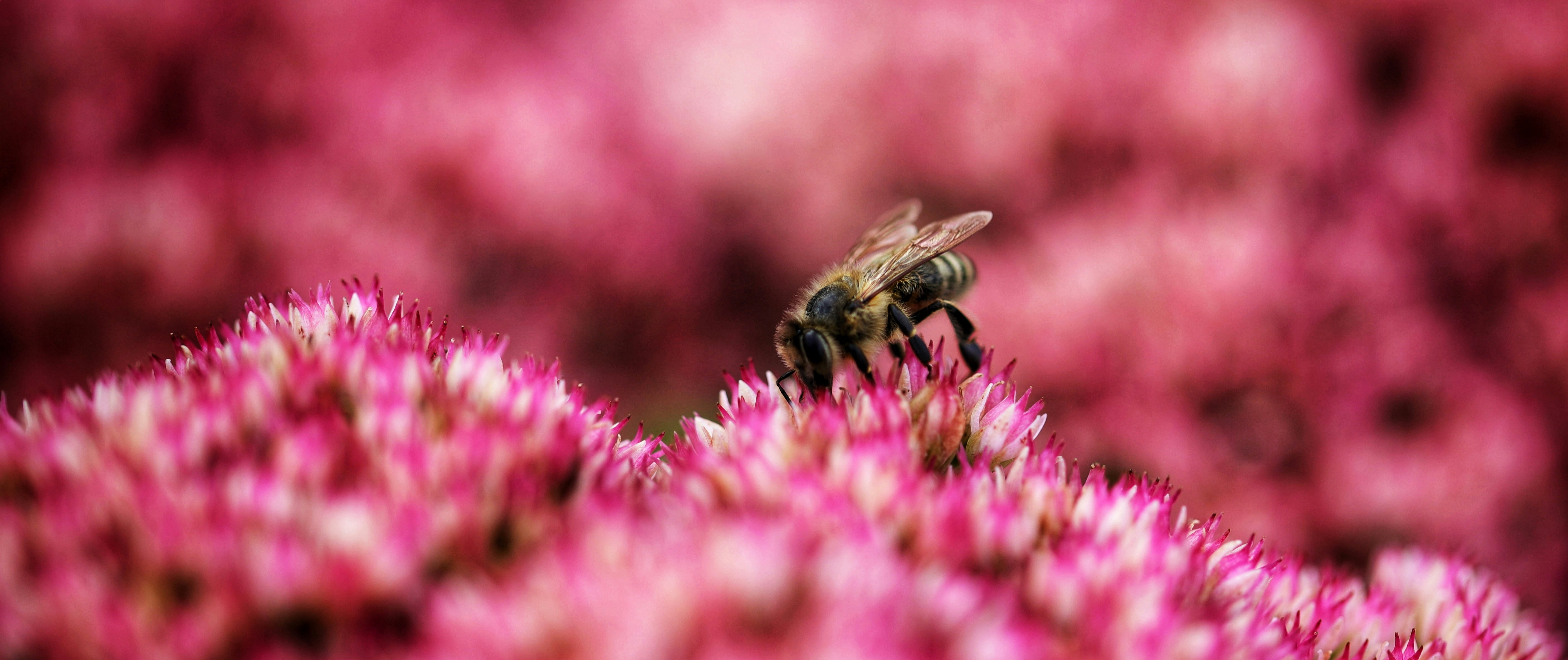 a close up of a bee on a flower
