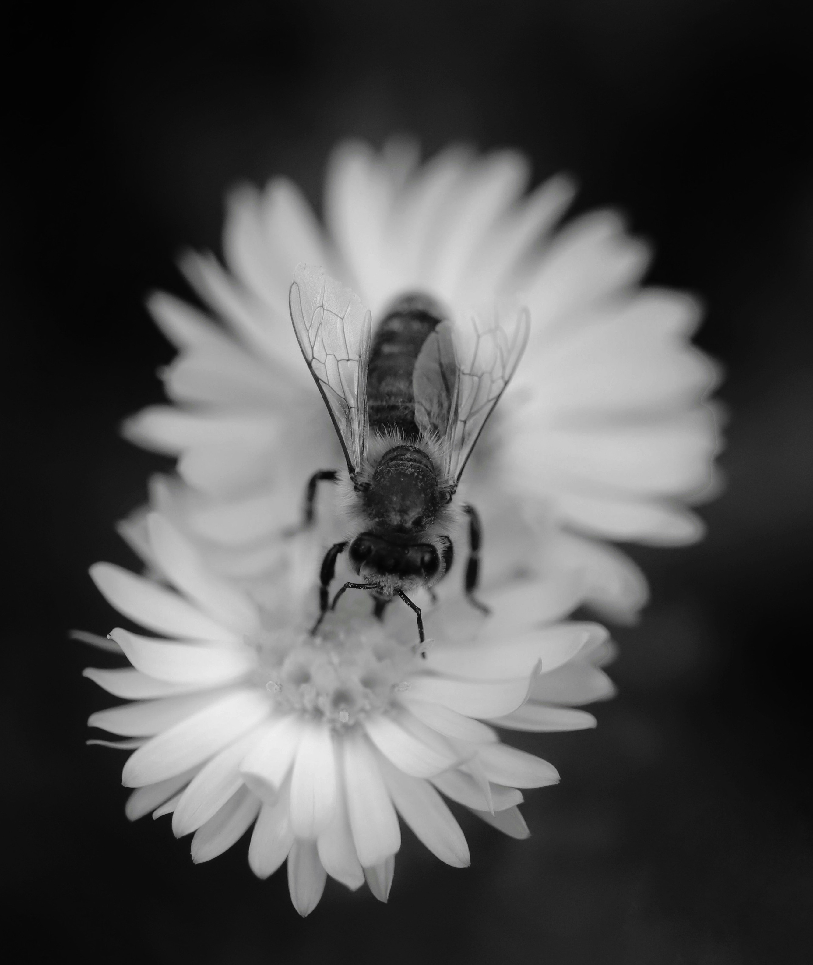 a black and white photo of a bee on a flower