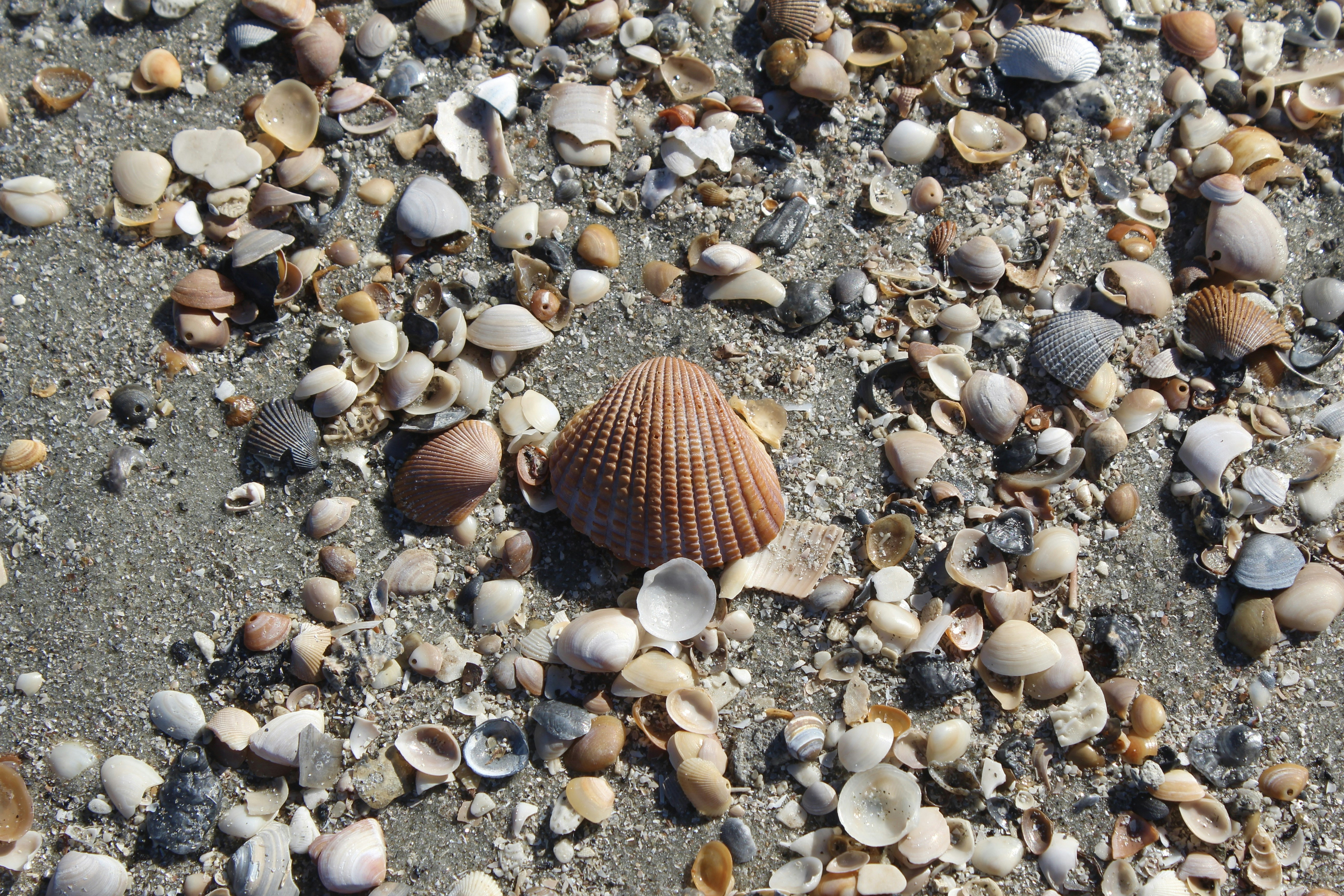 A close up of a sea shell on a beach photo – Free Georgia Image on Unsplash