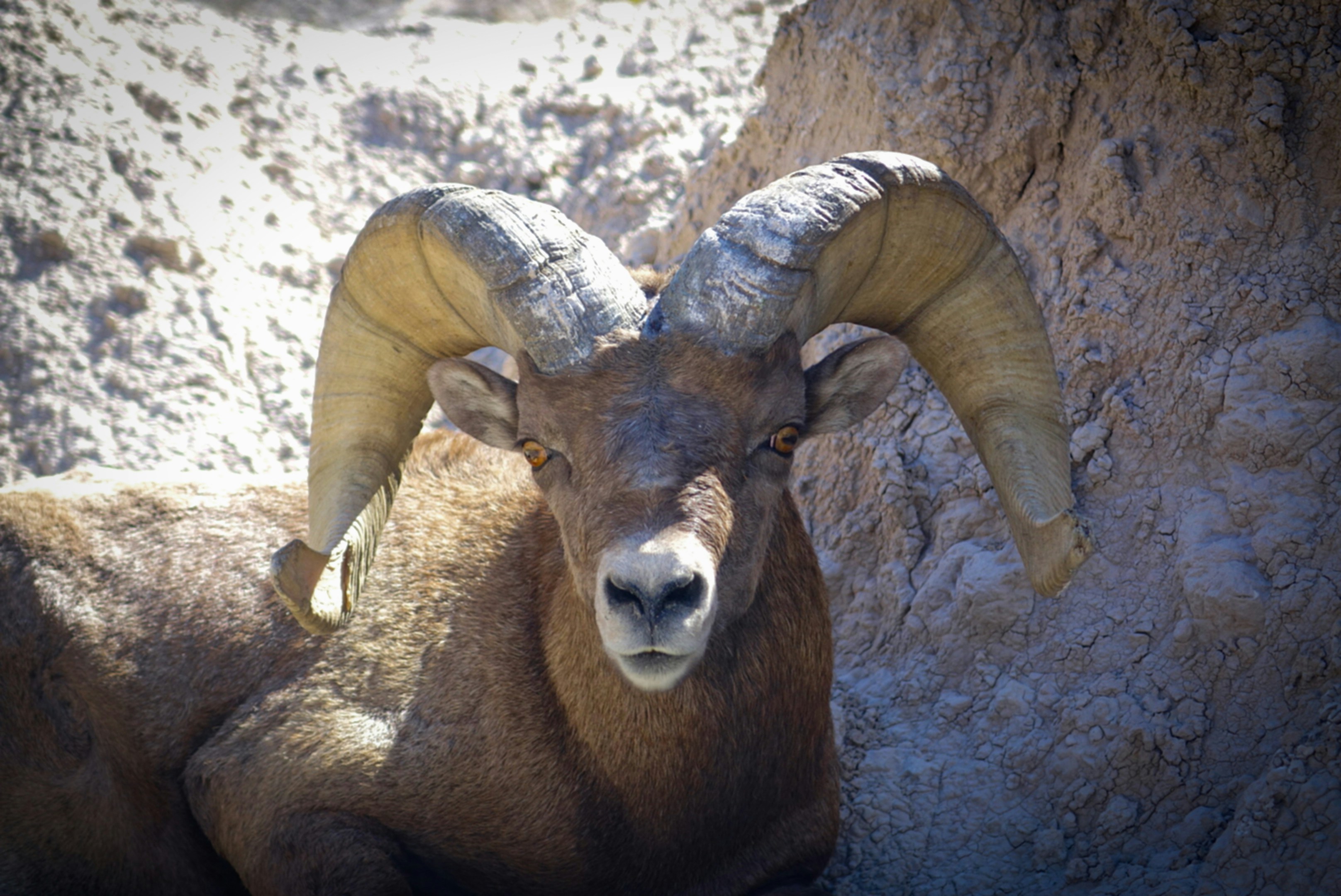 Ram with impressive curved horns resting beside a rugged rock formation.