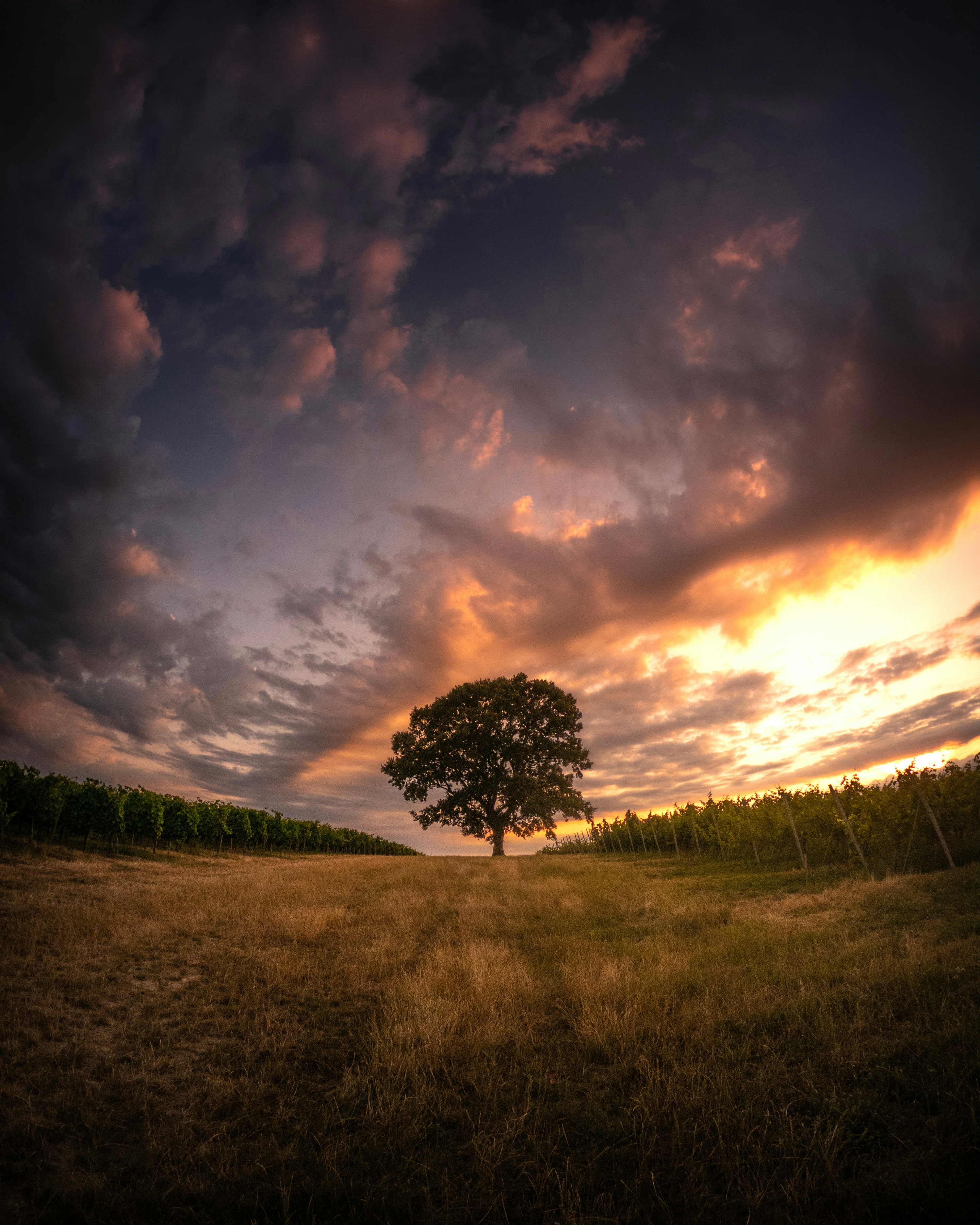 Daniel Olah (@danesduet) | Unsplash Photo Community