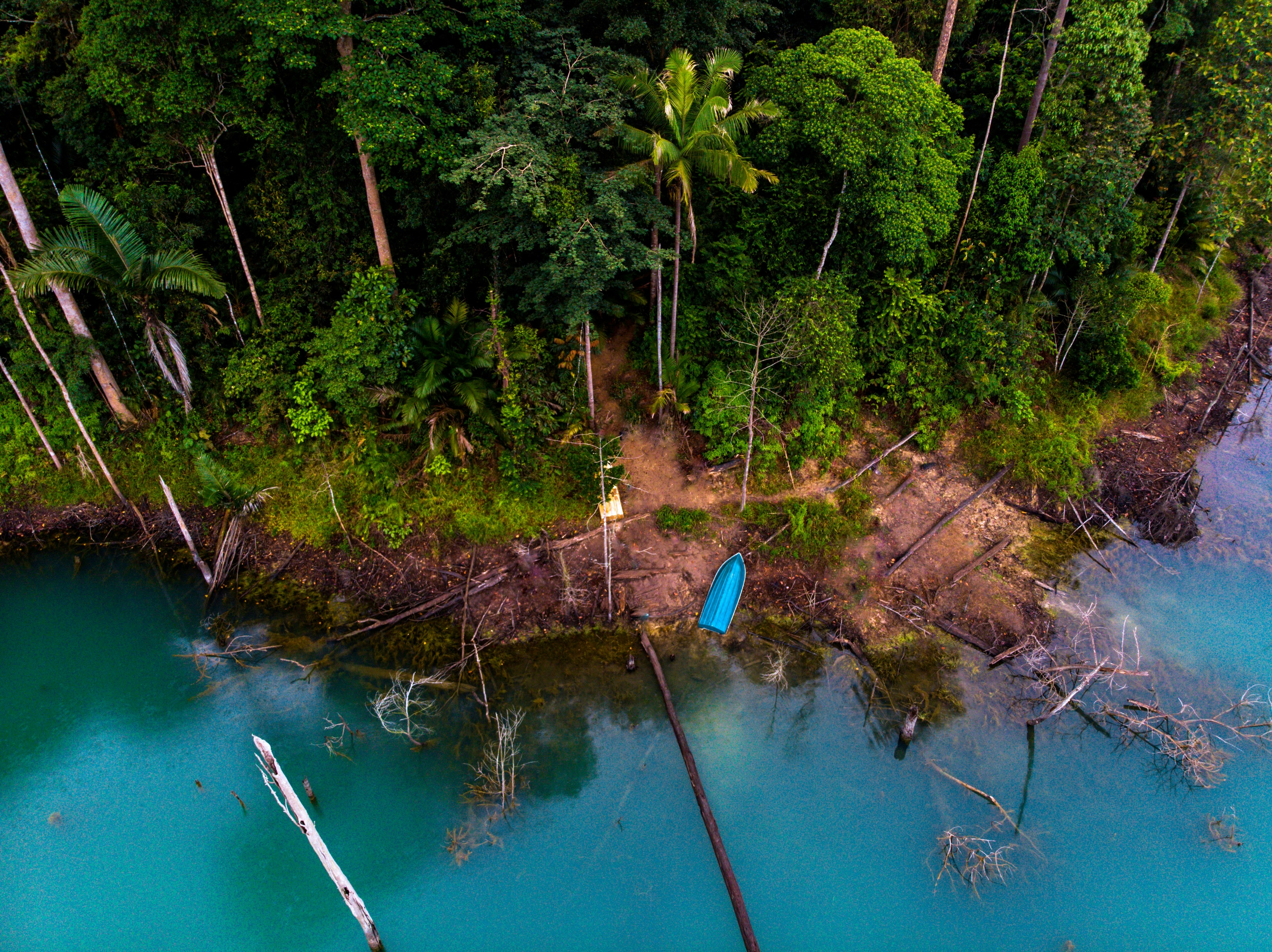 Aerial view of turquoise waters lapping against a lush, forested shoreline with fallen trees.