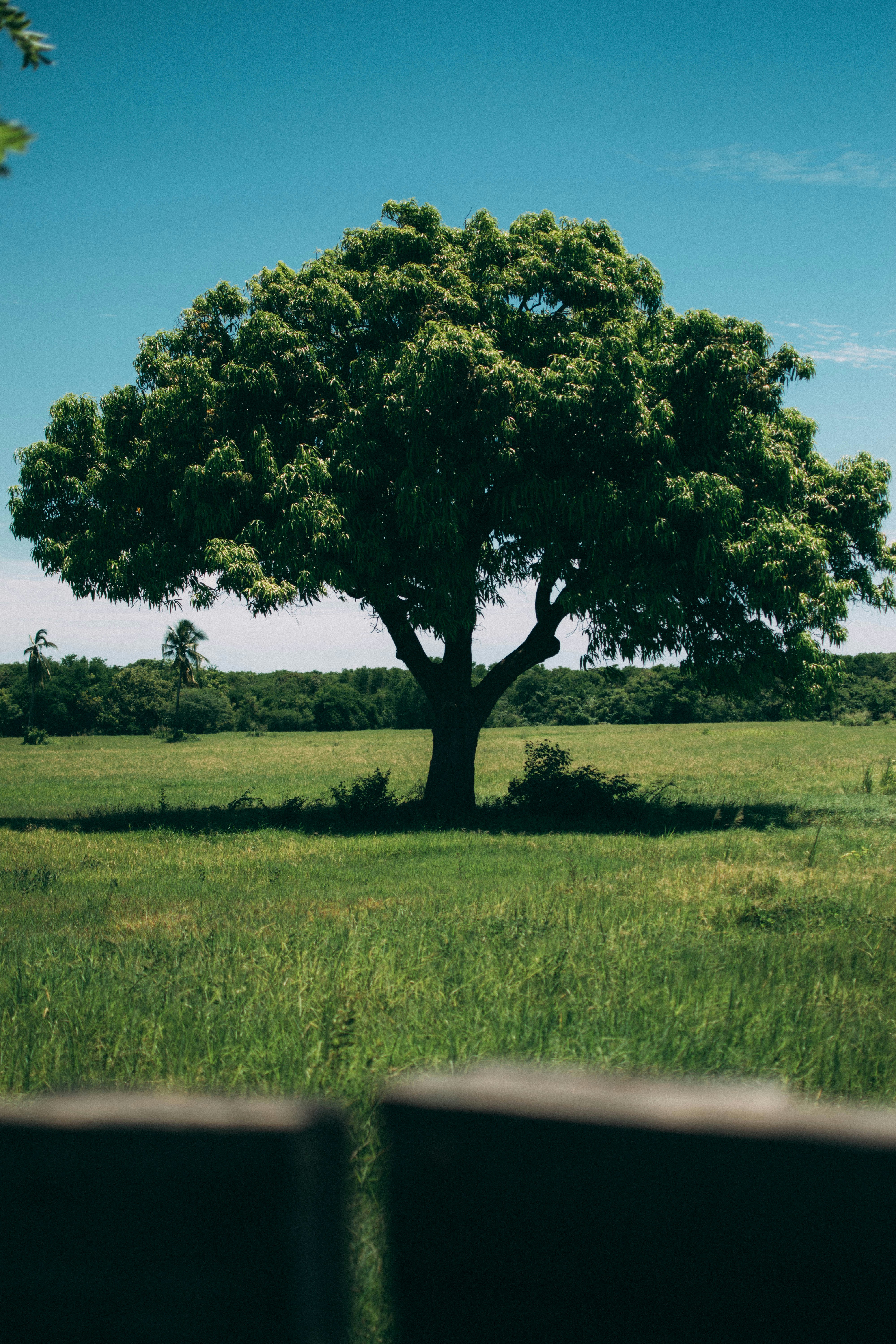 A large tree in the middle of a field photo – Free Tree Image on Unsplash