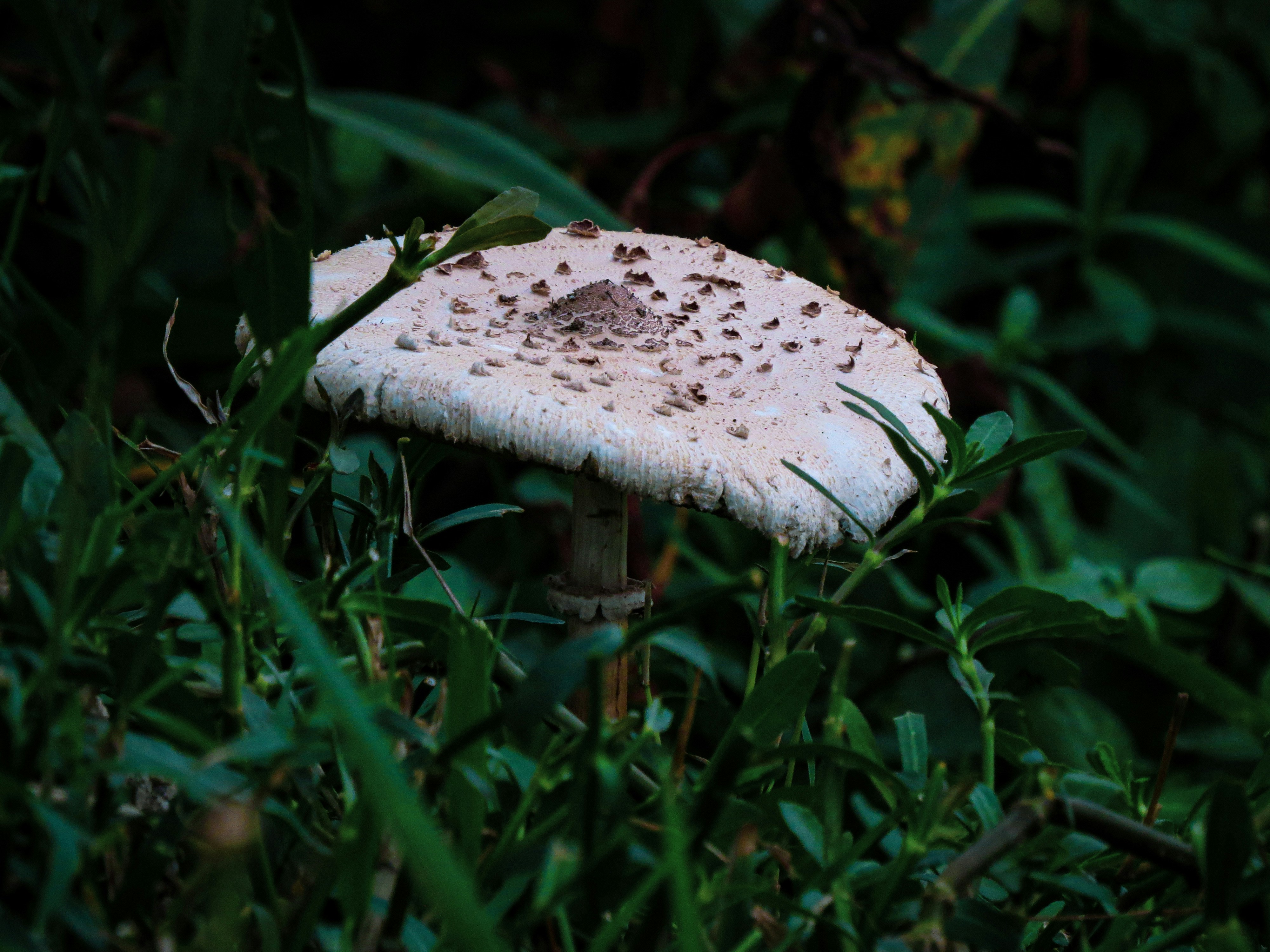 Mushroom nestled among lush green foliage in dim forest light.