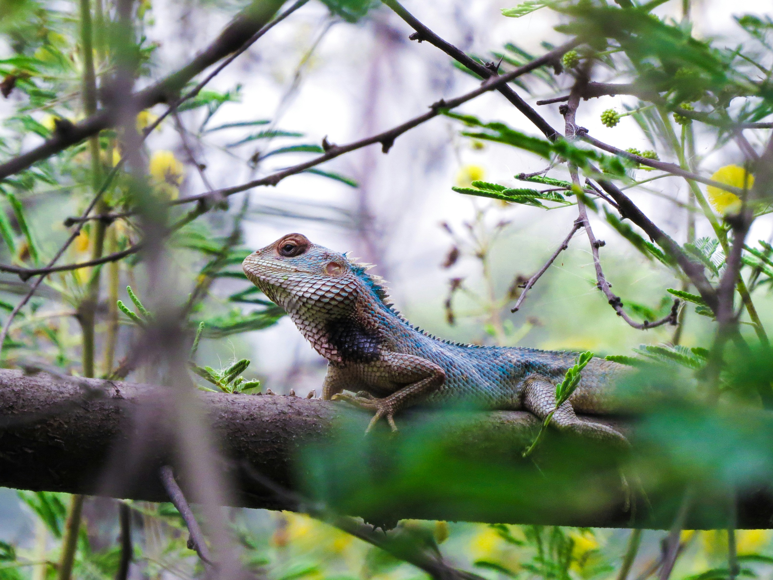 Azure-Scaled Lizard Perched on a Mossy Branch Amid Soft Foliage