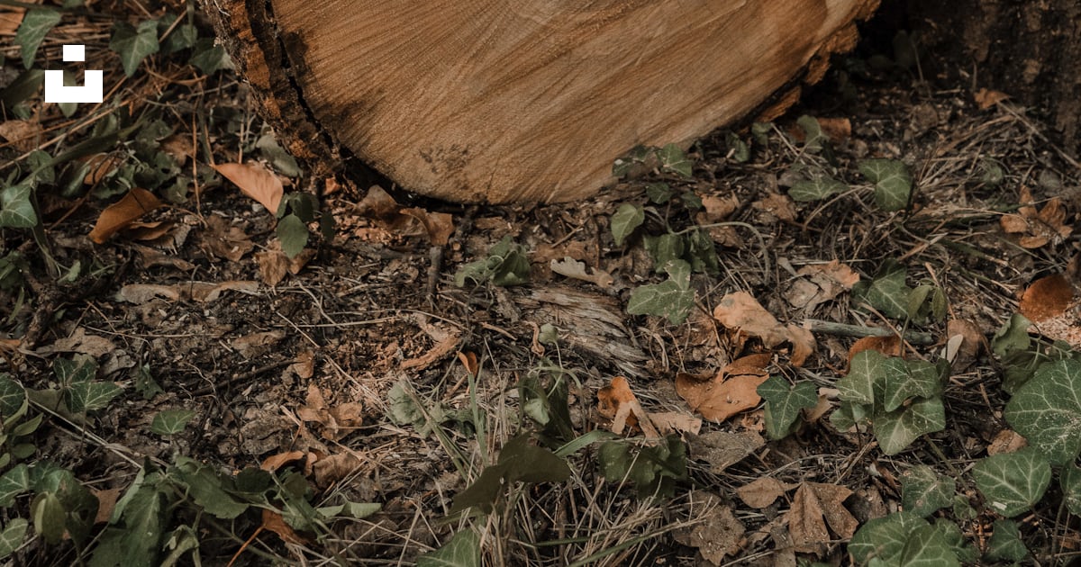 Foto zum Thema Ein Haufen Holz mitten im Wald – Kostenloses Bild zu ... Foto zum Thema Ein Haufen Holz mitten im Wald – Kostenloses Bild zu ...