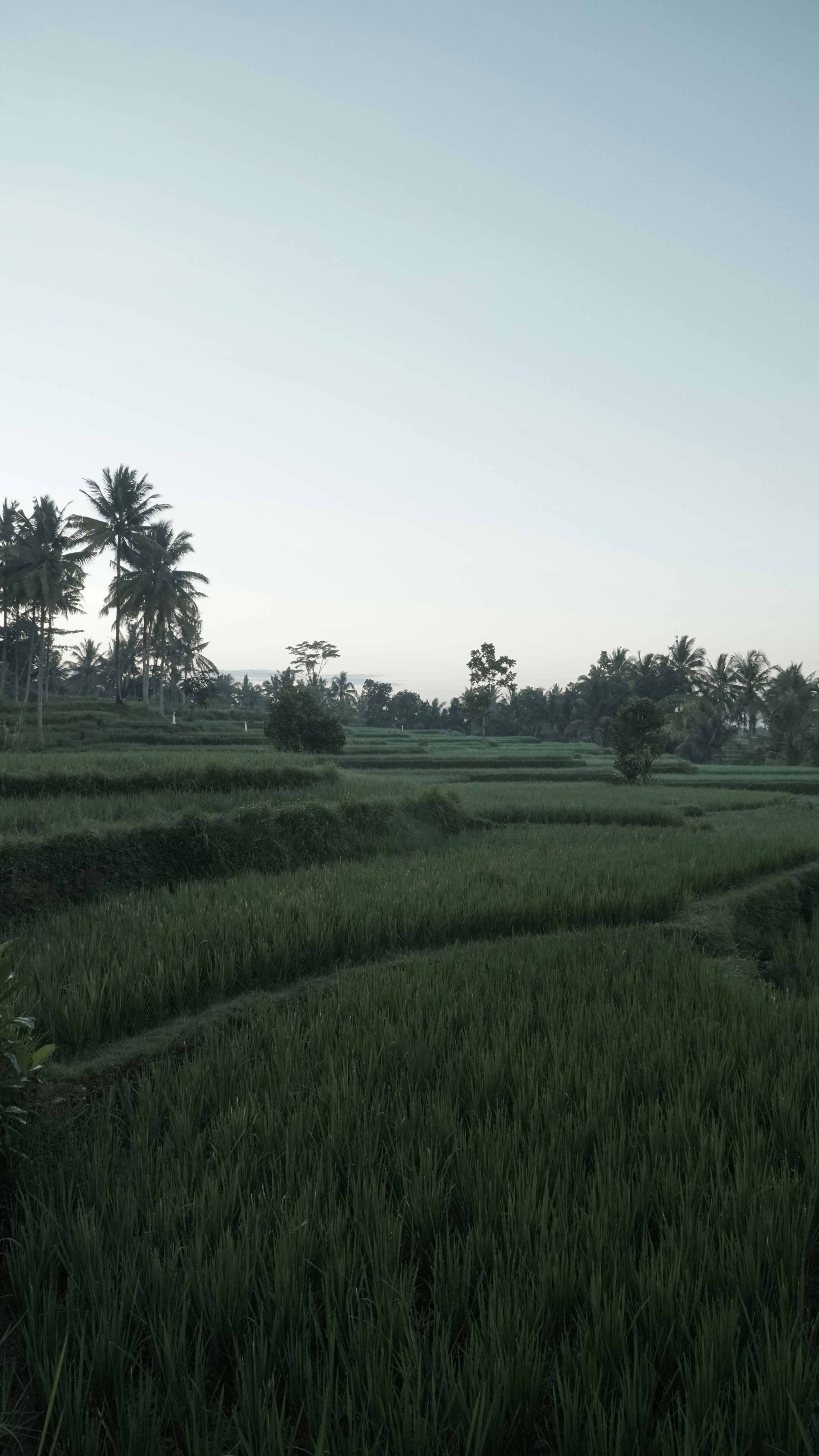Lush rice terraces undulate under a soft sky, framed by palm trees in the distance. The serene landscape captures the essence of rural harmony.