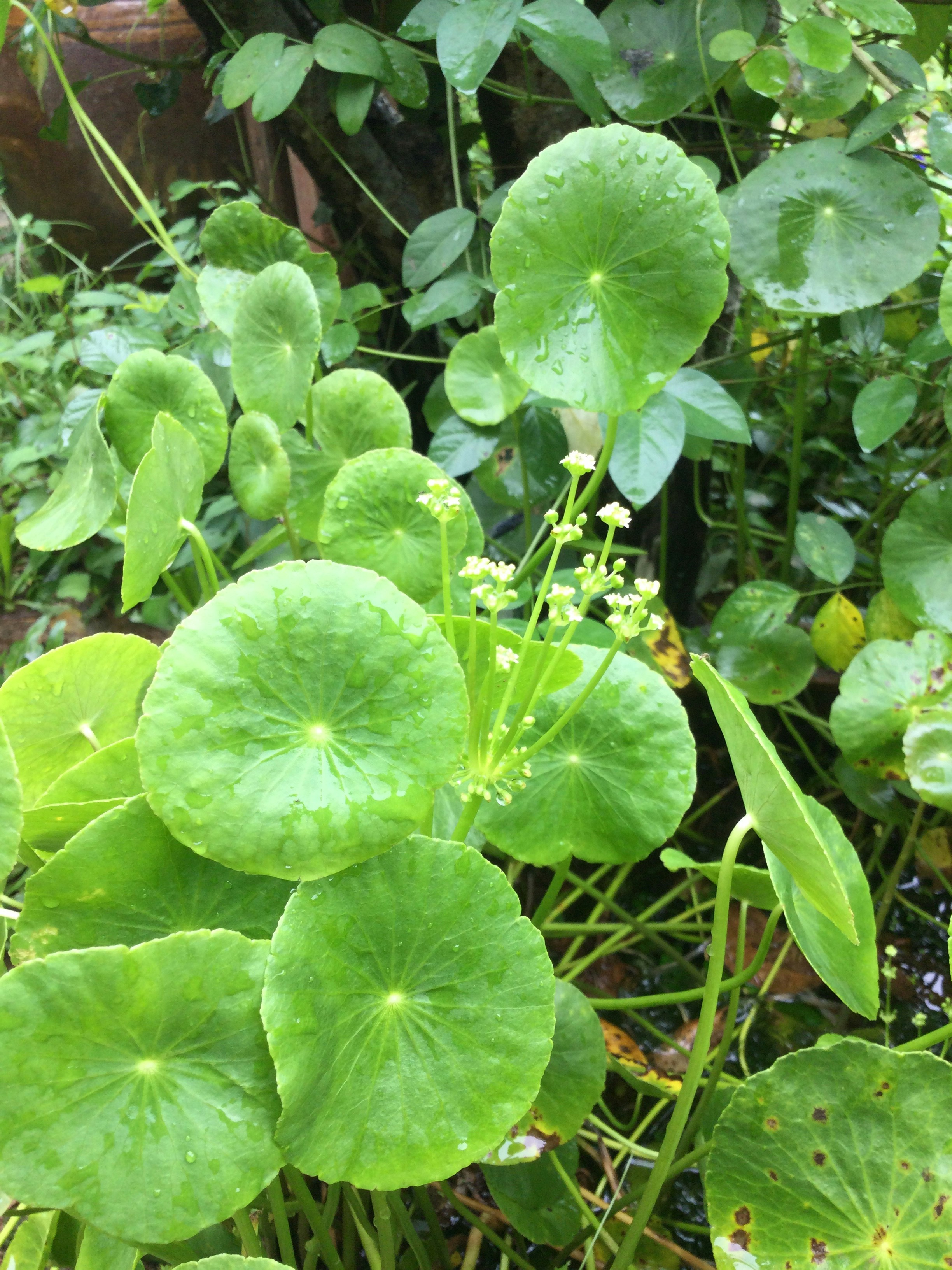 centella | 7 best free centella, plant, outdoor and green photos on ...