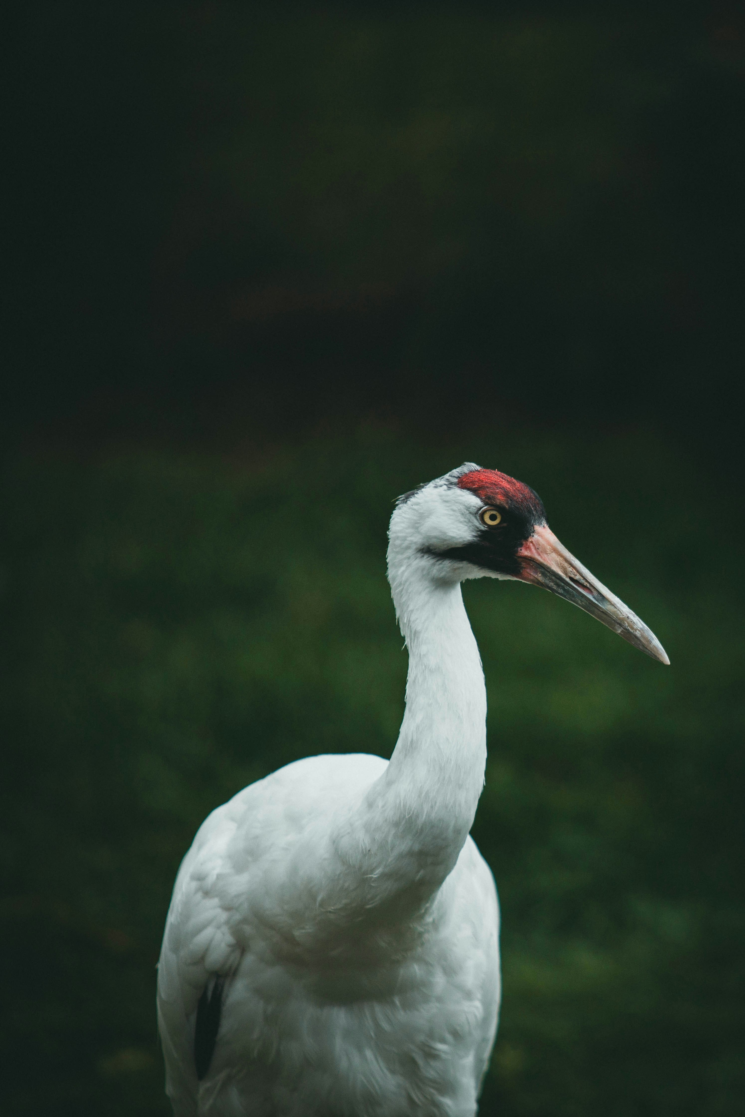 A white crane with a striking red crown stands poised against a dark background, highlighting its graceful features. The image captures the essence of this majestic bird in a moment of tranquility.