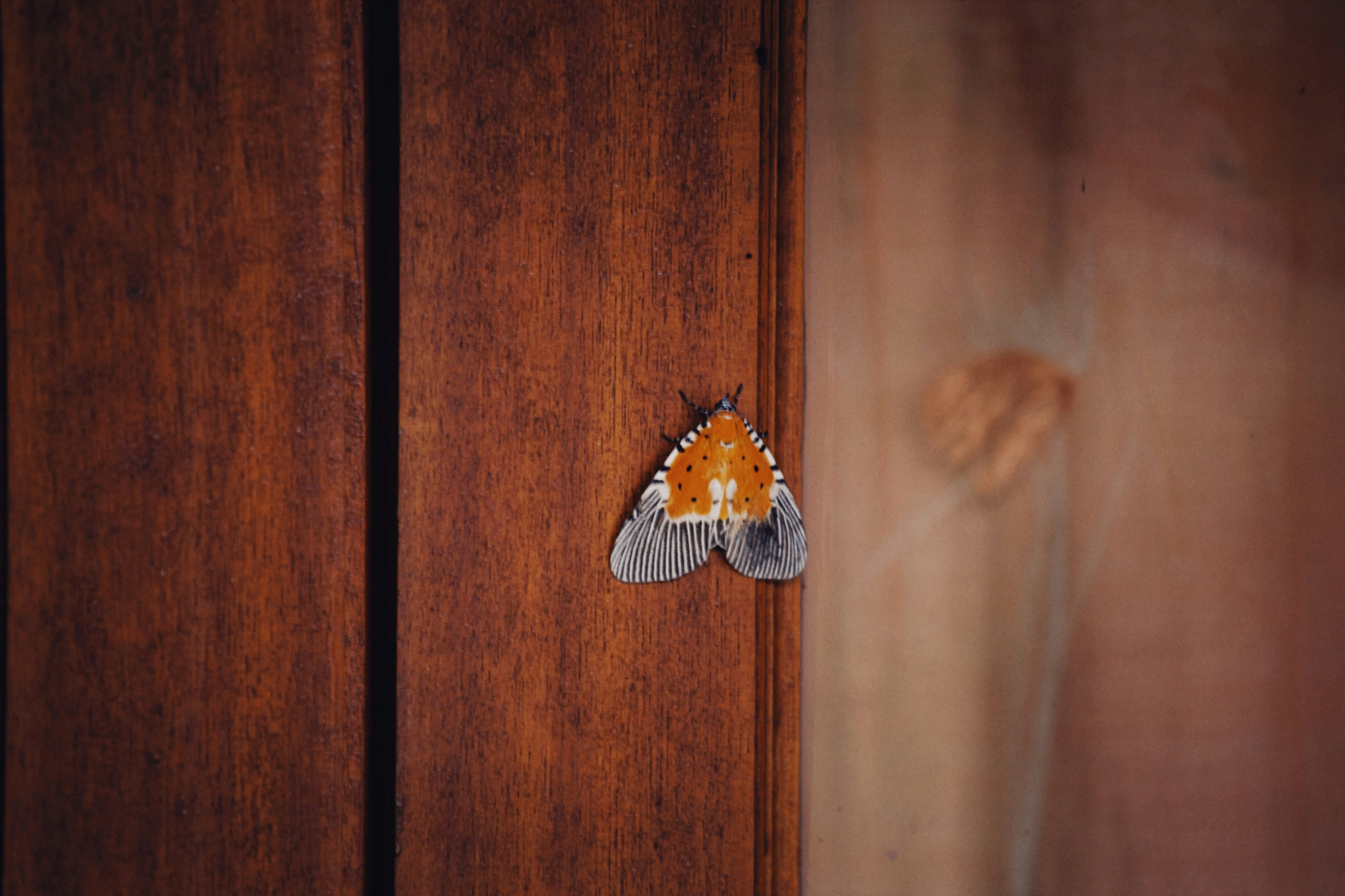 Orange moth on weathered wood: a tiny flare against timber grains