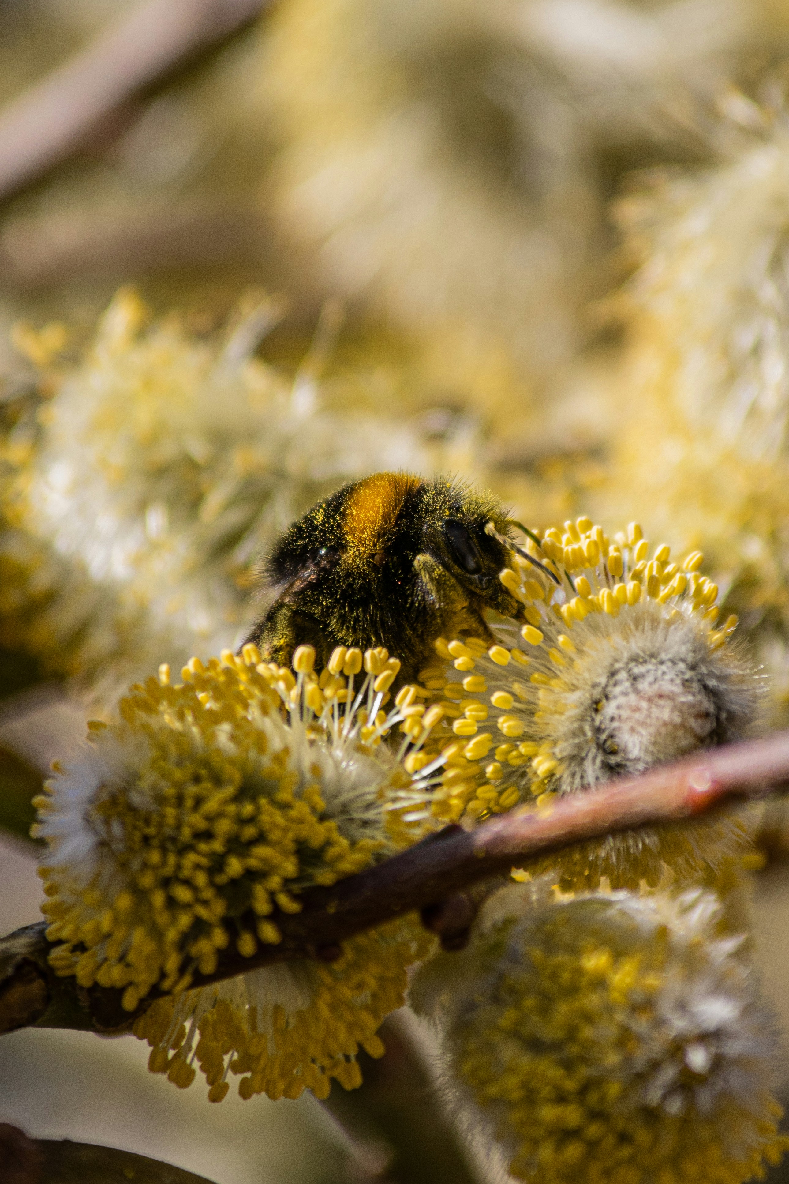 Amber Buzz Among Willow Catkins: A Macro Portrait of a Busy Bumblebee