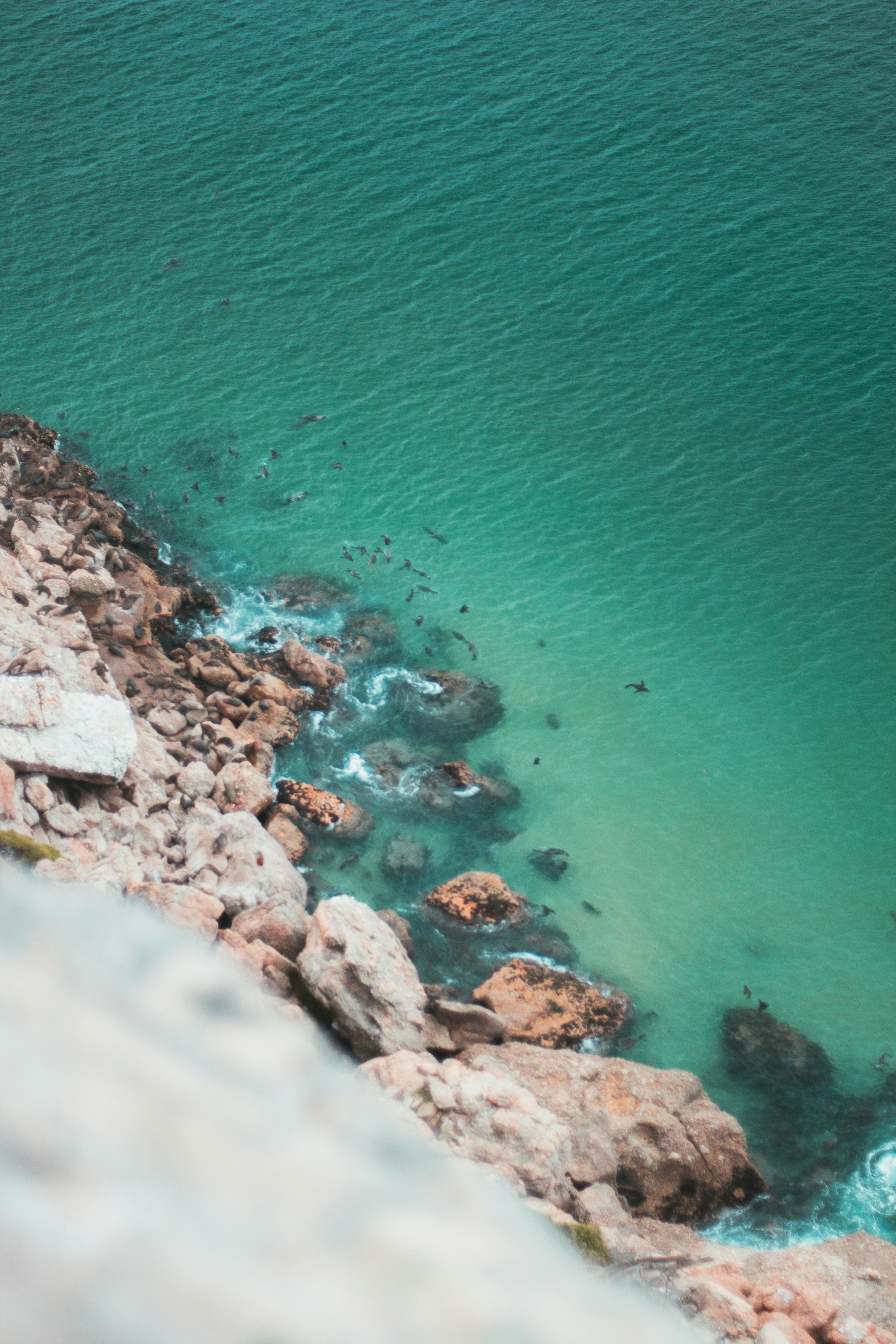 Looking over a cliff down toward rich blue waters with seals bathing on the rocks and swimming in the water.
