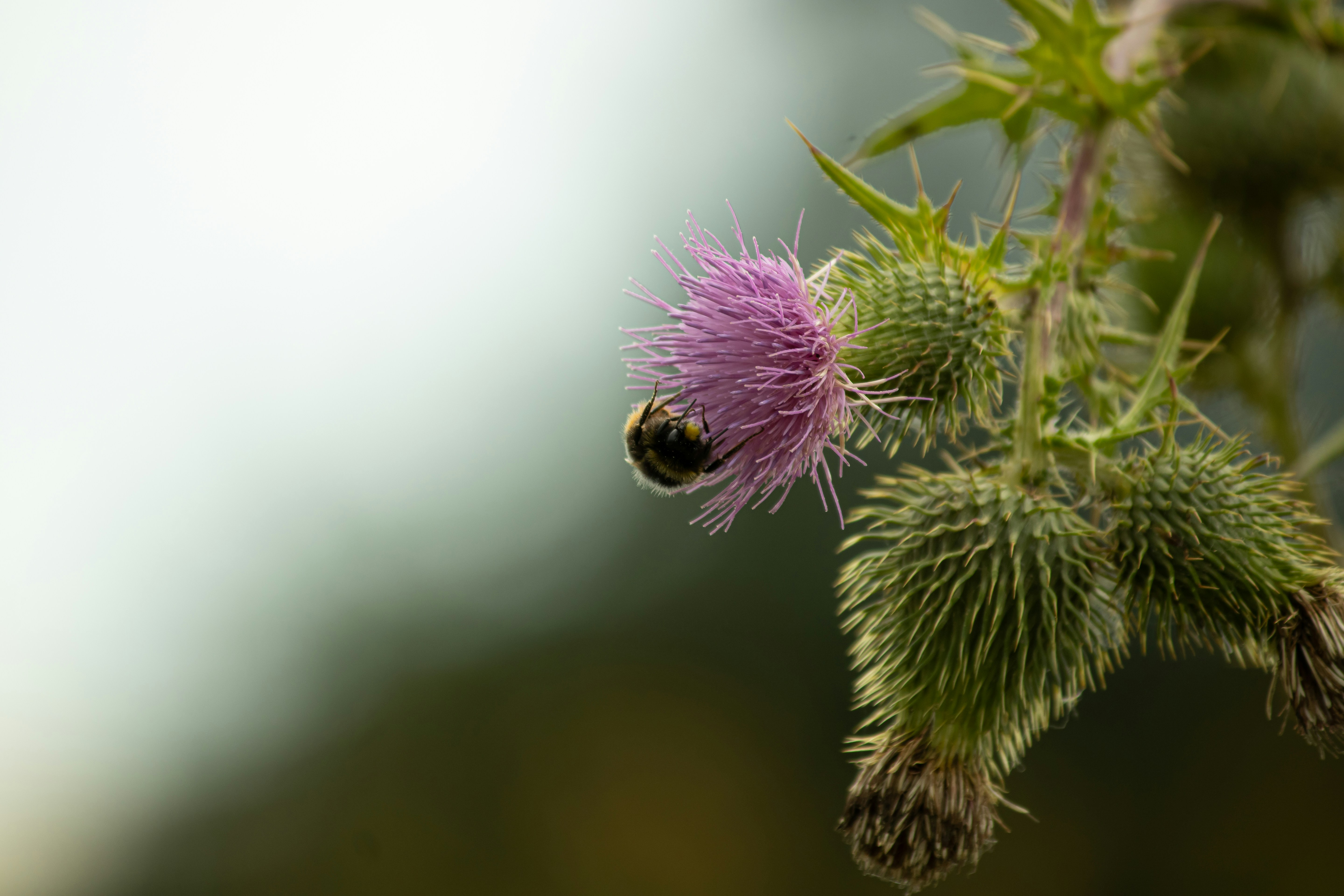 Close-Quarter Buzz on a Spiny Violet Thistle