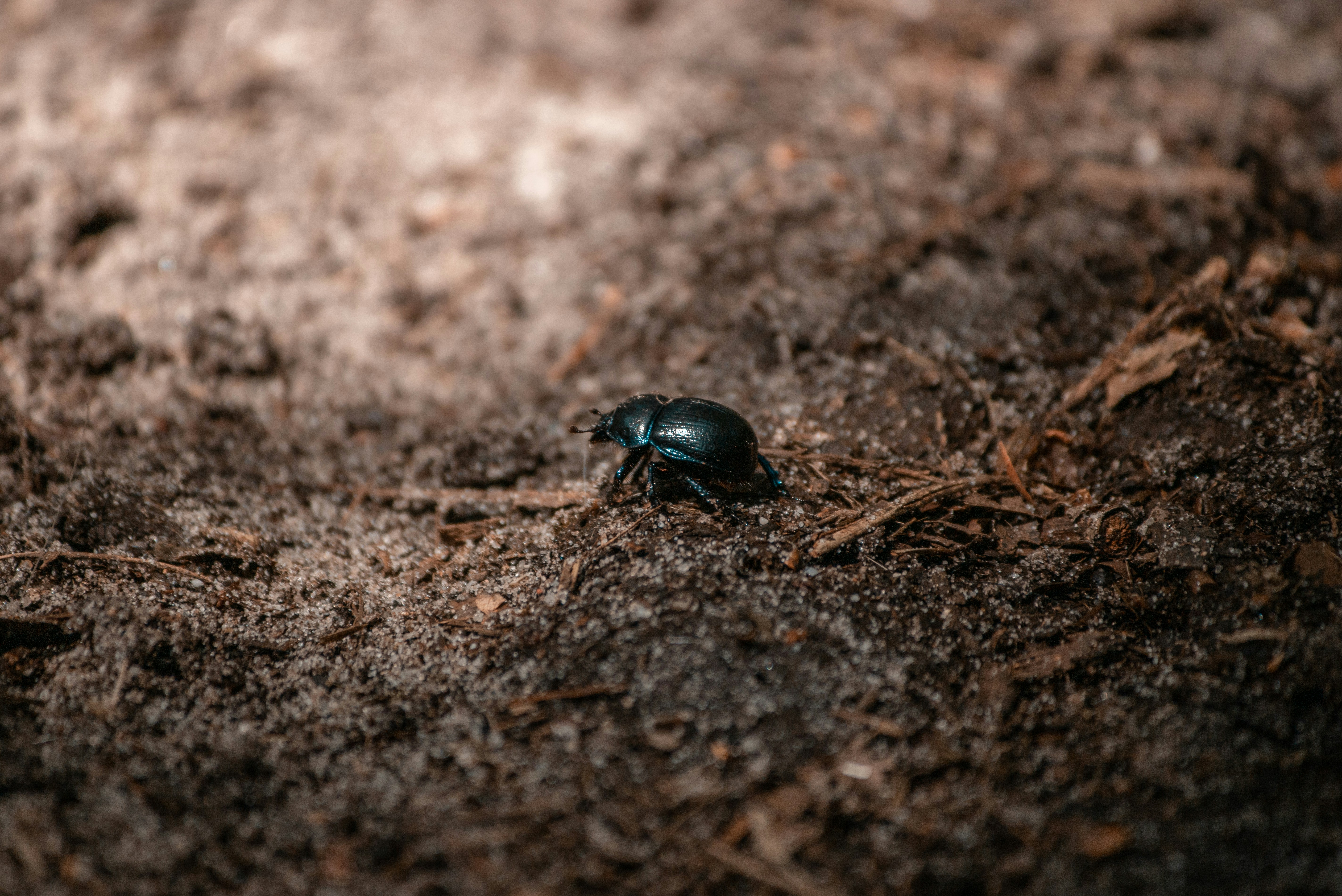 Un insecte noir assis au sommet d’un champ de terre photo – Image ...