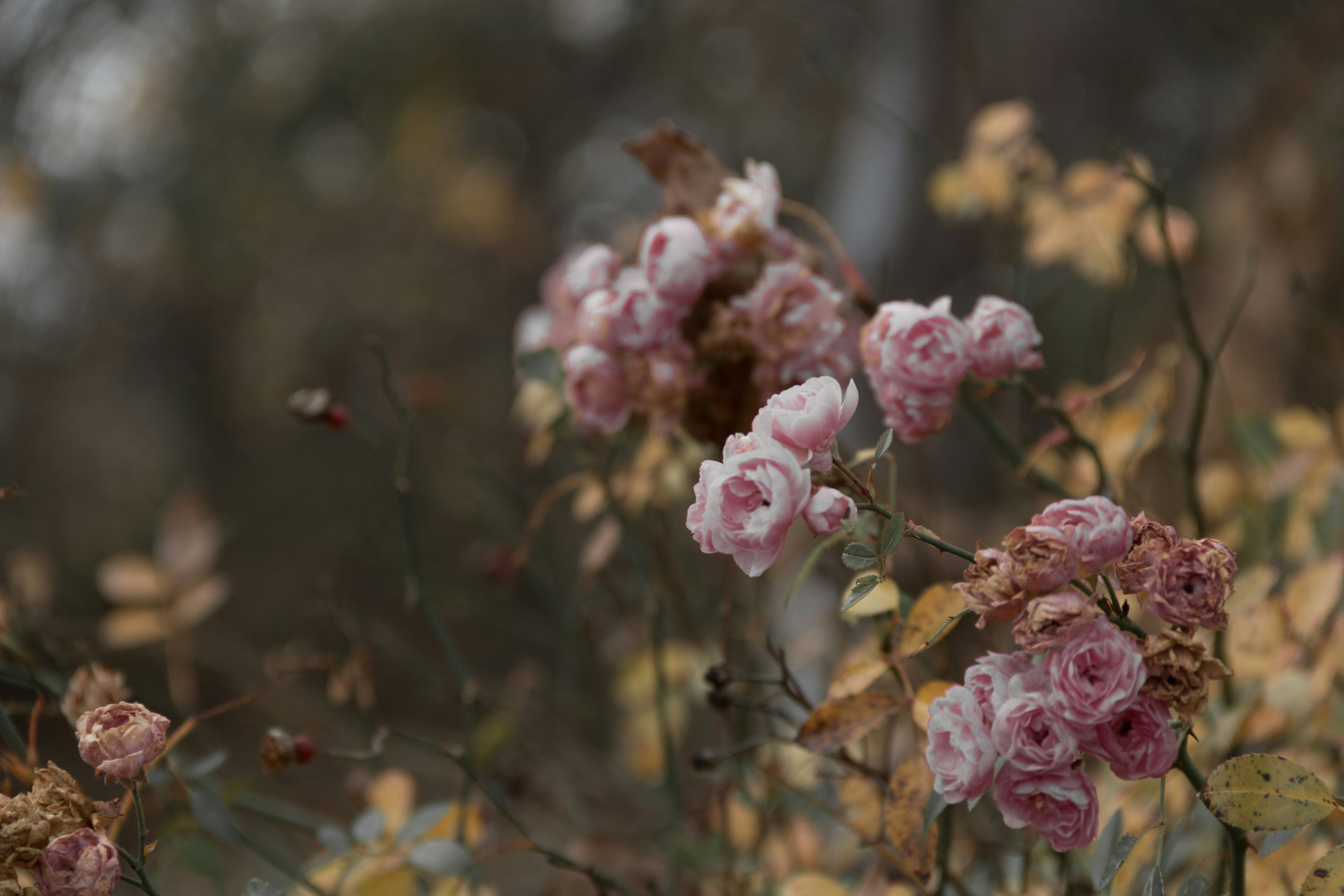 Faded roses 