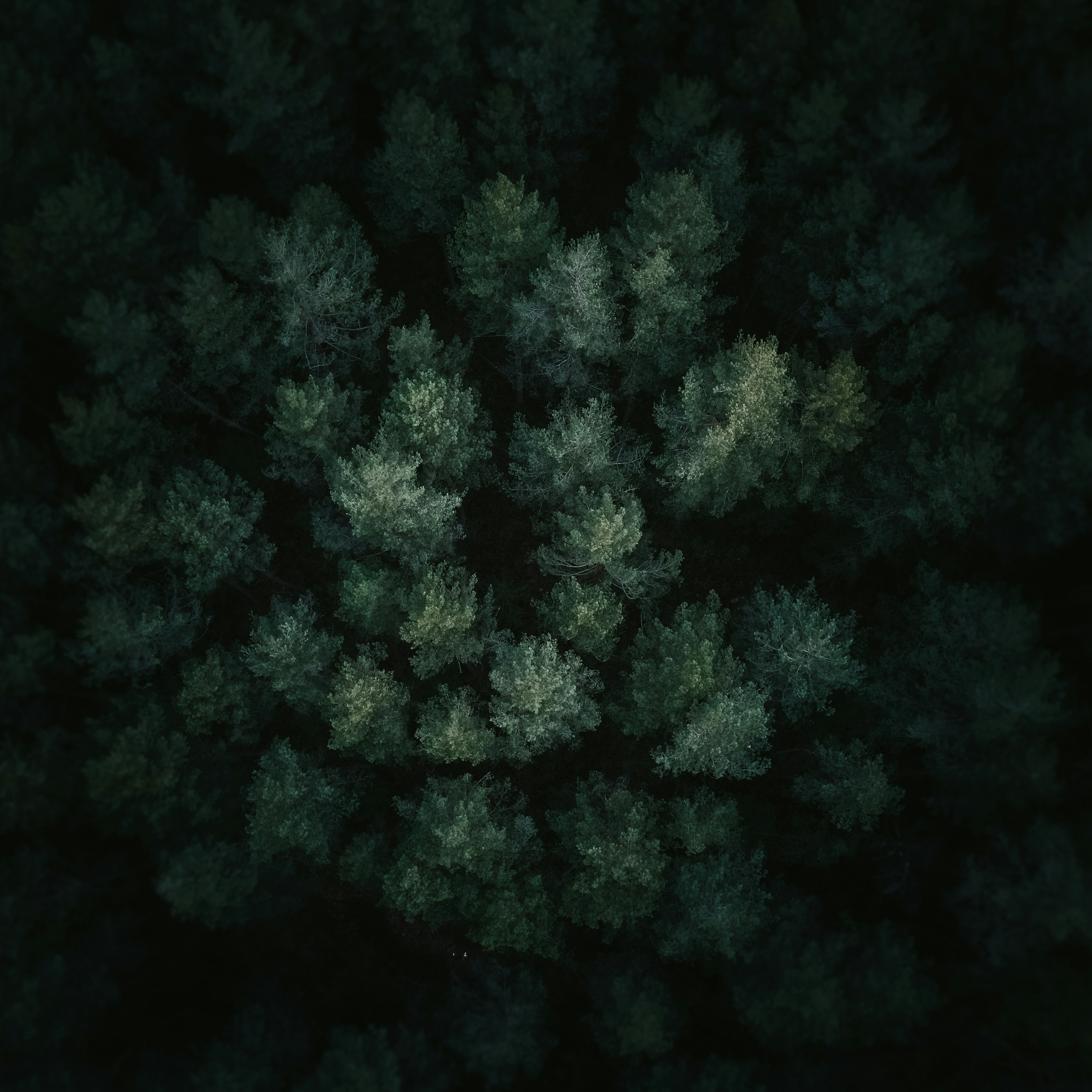 An aerial view of trees in the dark photo – Free Forest Image on Unsplash