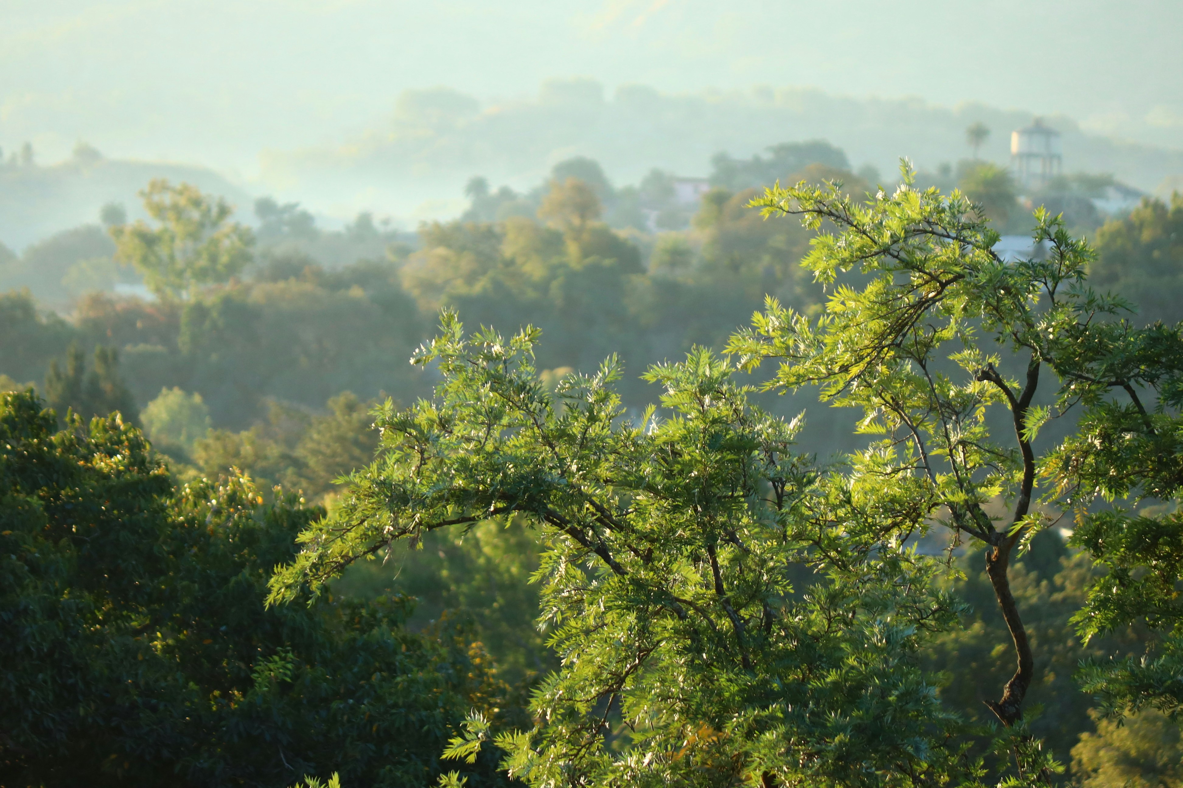 A view of a forested area with trees in the foreground photo – Free ...