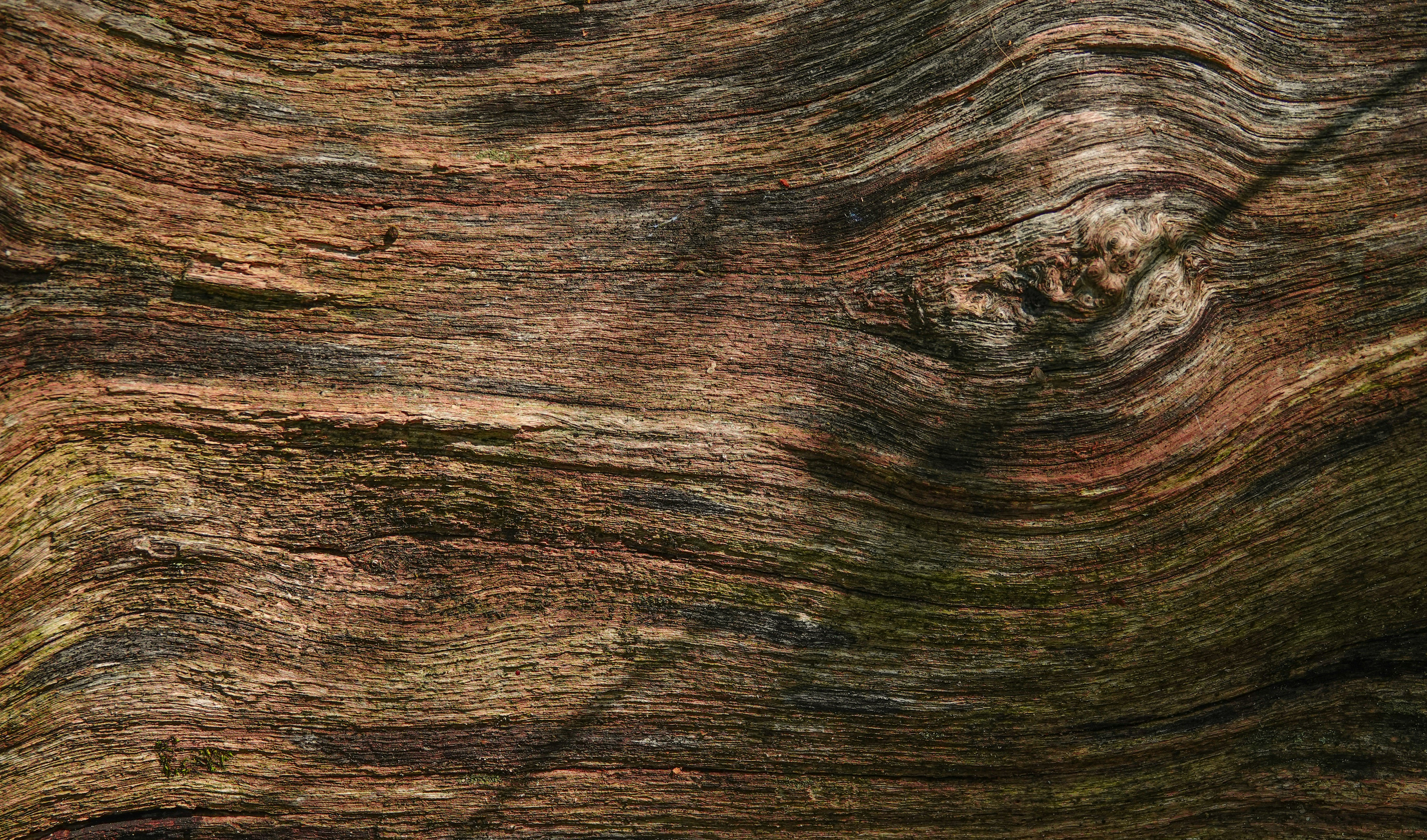a close up view of a tree trunk