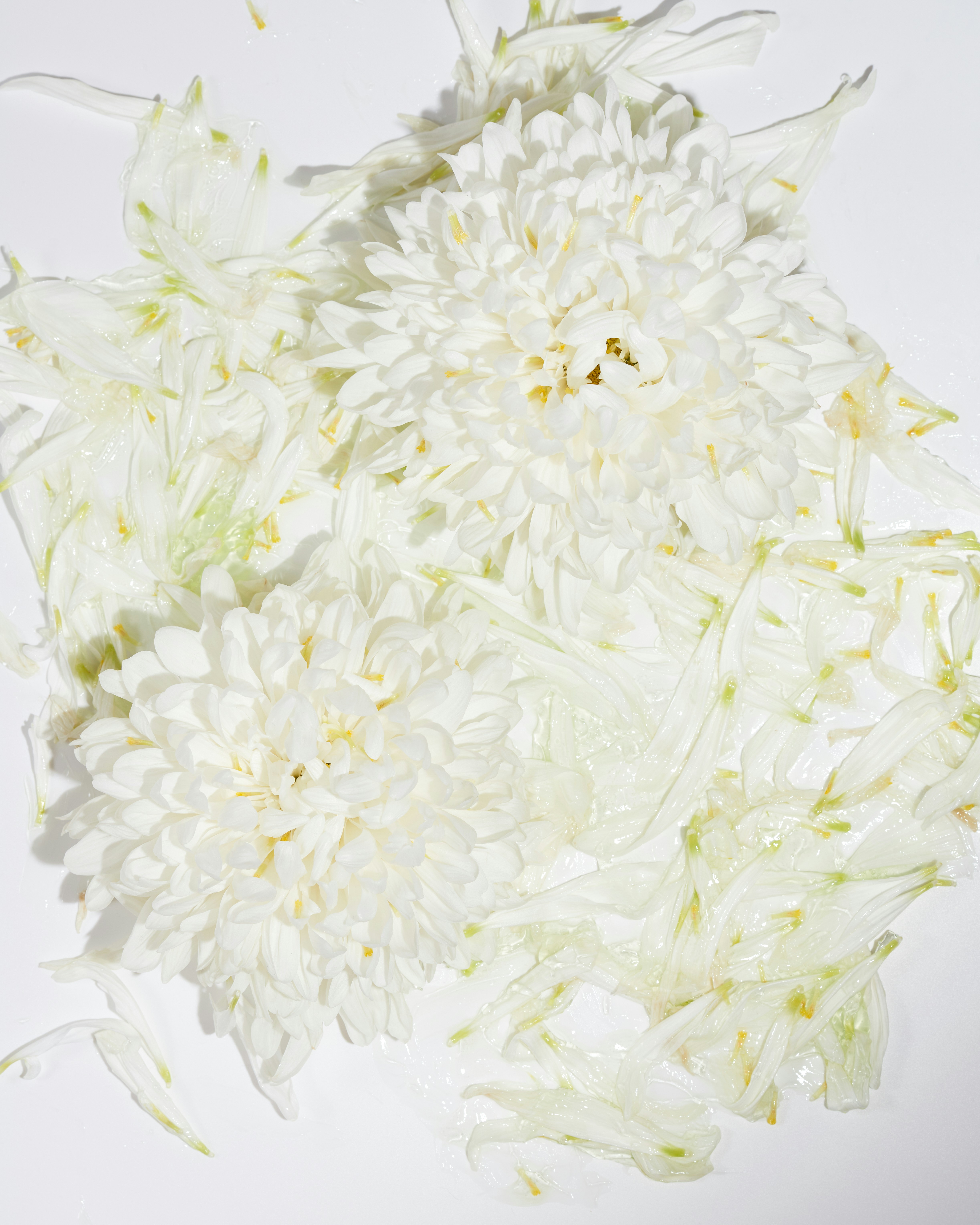 Cream Flowers Pictures | Download Free Images on Unsplash