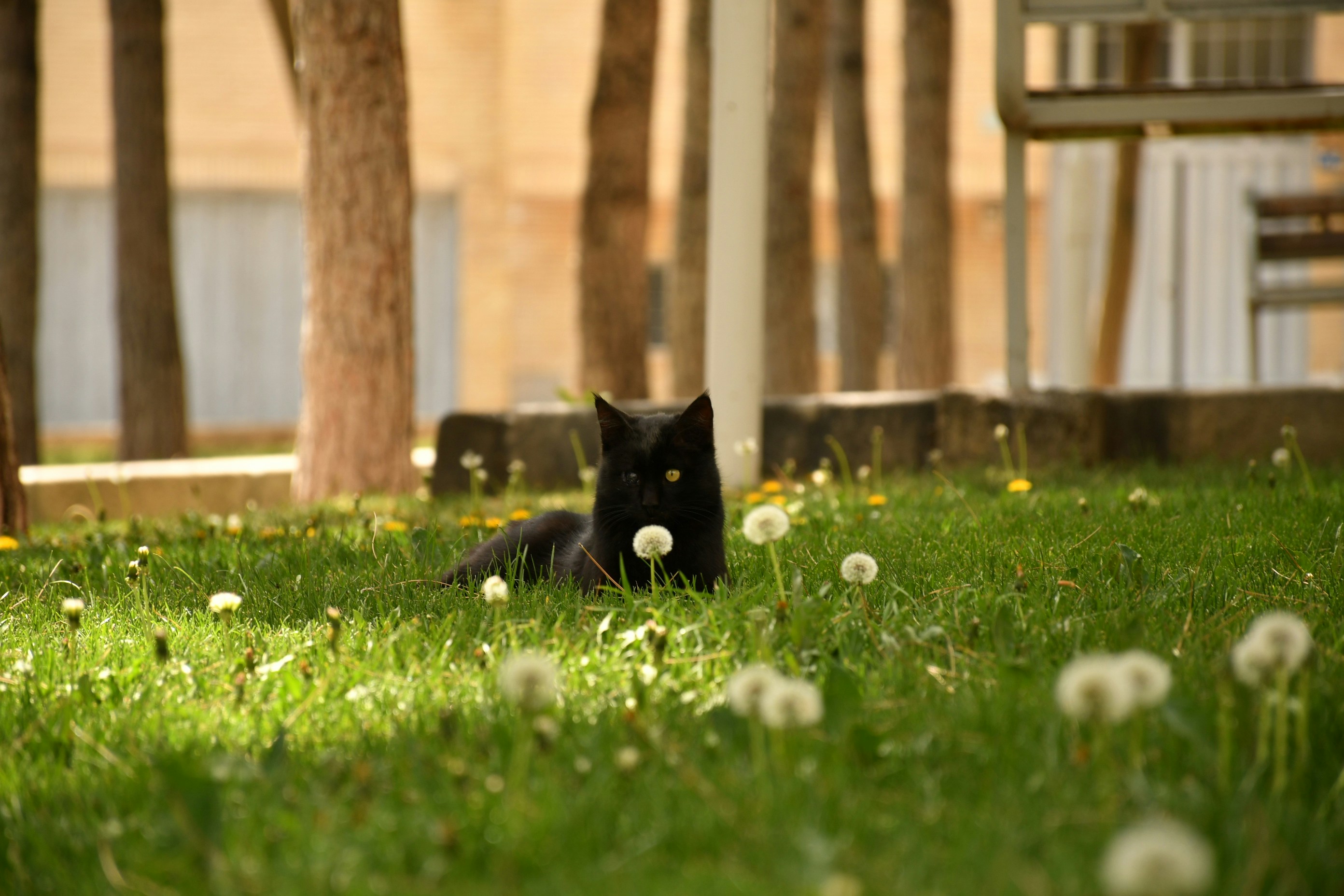 A black cat lounges in a field of dandelions, surrounded by soft green grass and dappled sunlight filtering through trees.