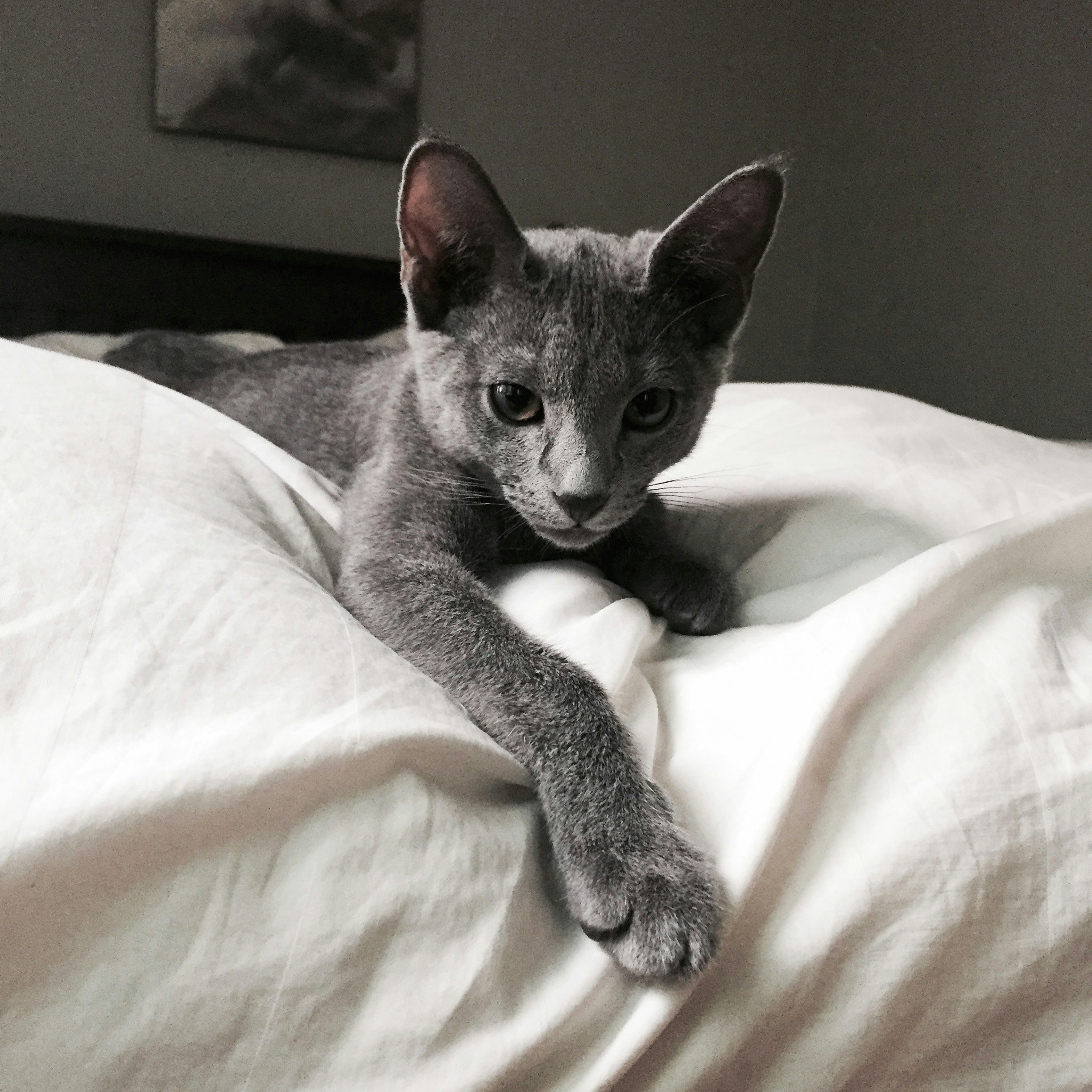 Grey Kitten in a Quiet Bedscape: A Close-Up of Curiosity