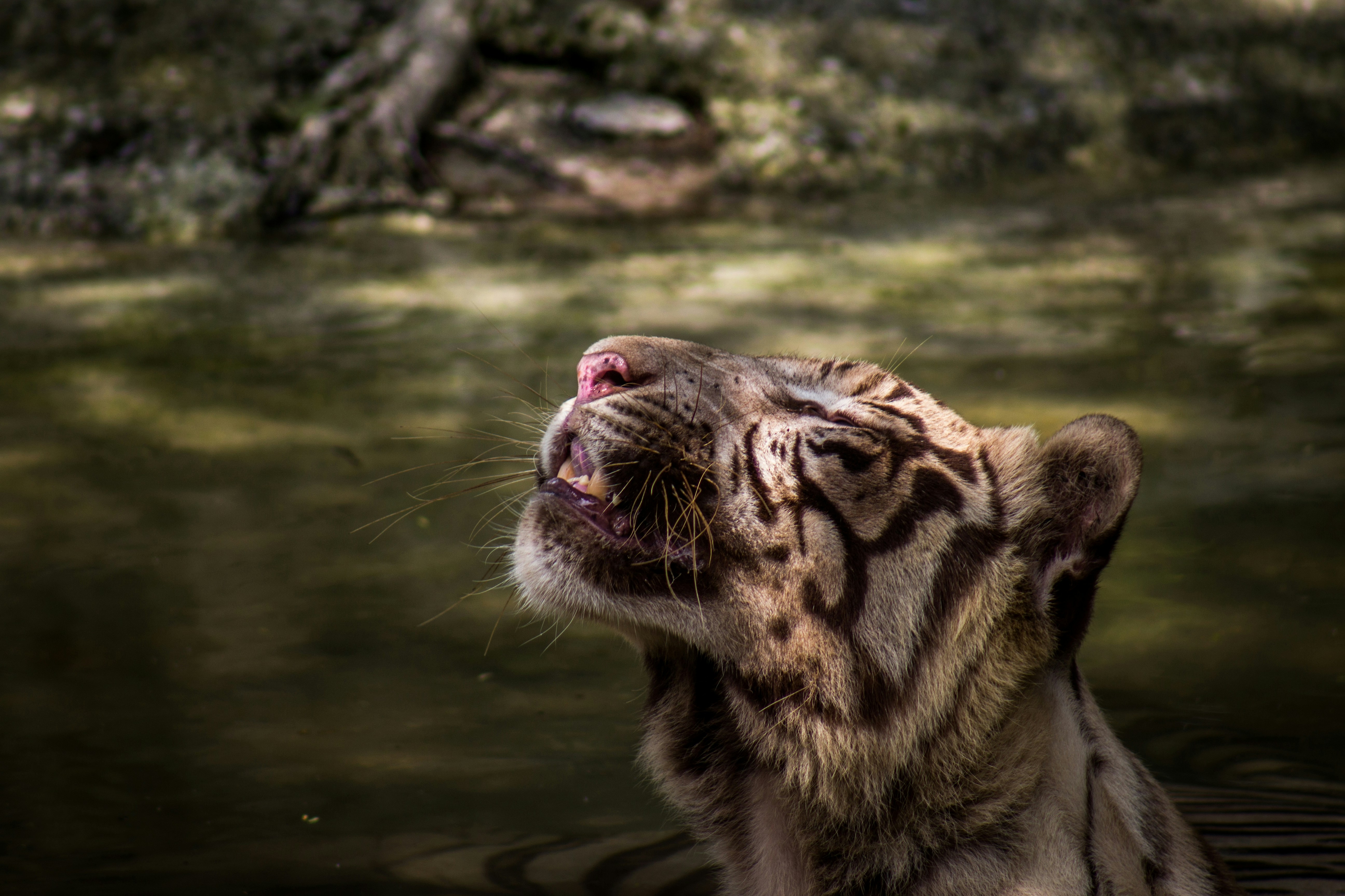 A white tiger enjoying a moment of serenity in the water, its head tilted back in a tranquil pose, surrounded by soft natural light.