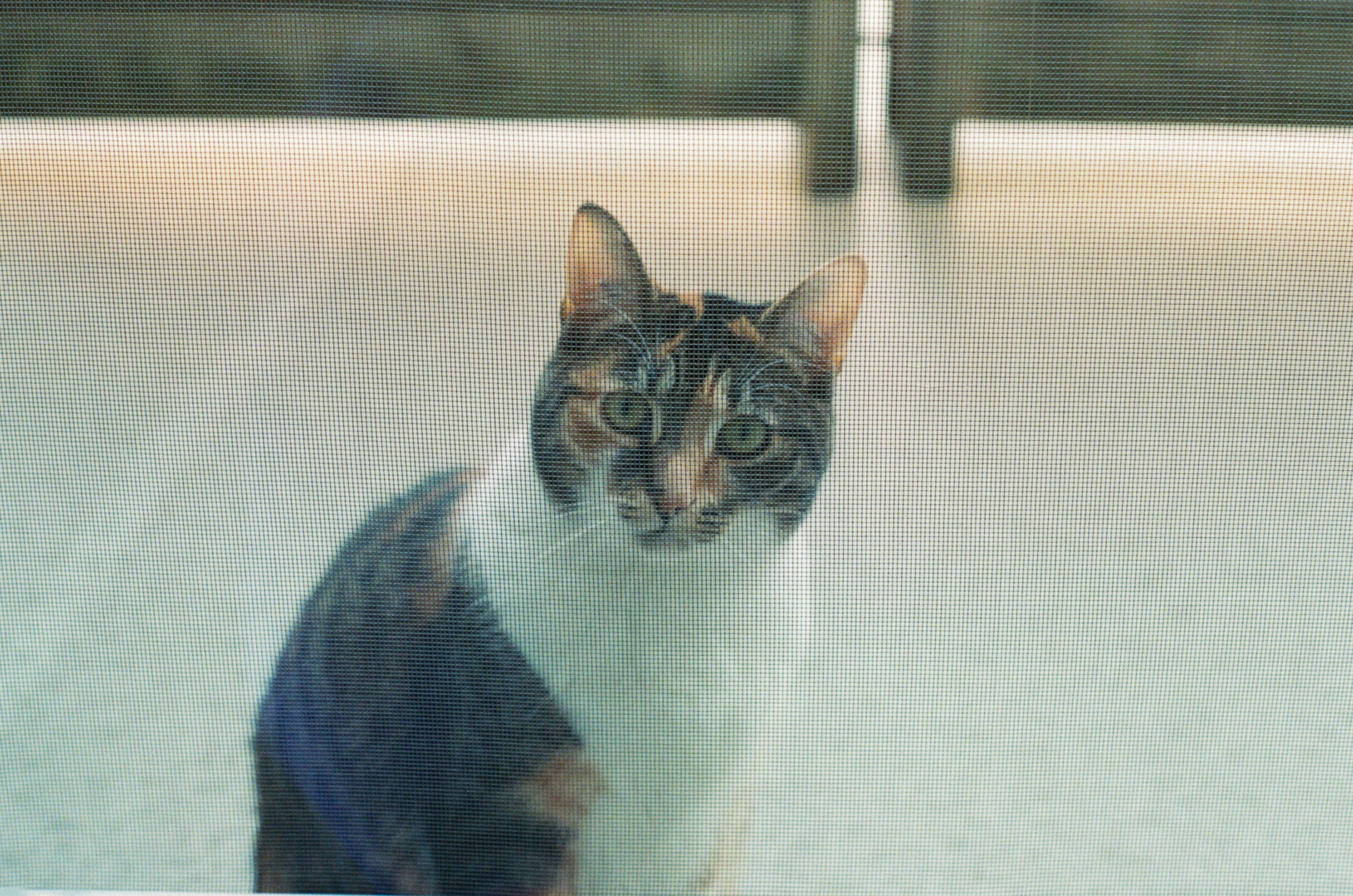 A calico cat gazing intently through a mesh screen, showcasing its vibrant fur patterns and expressive eyes.