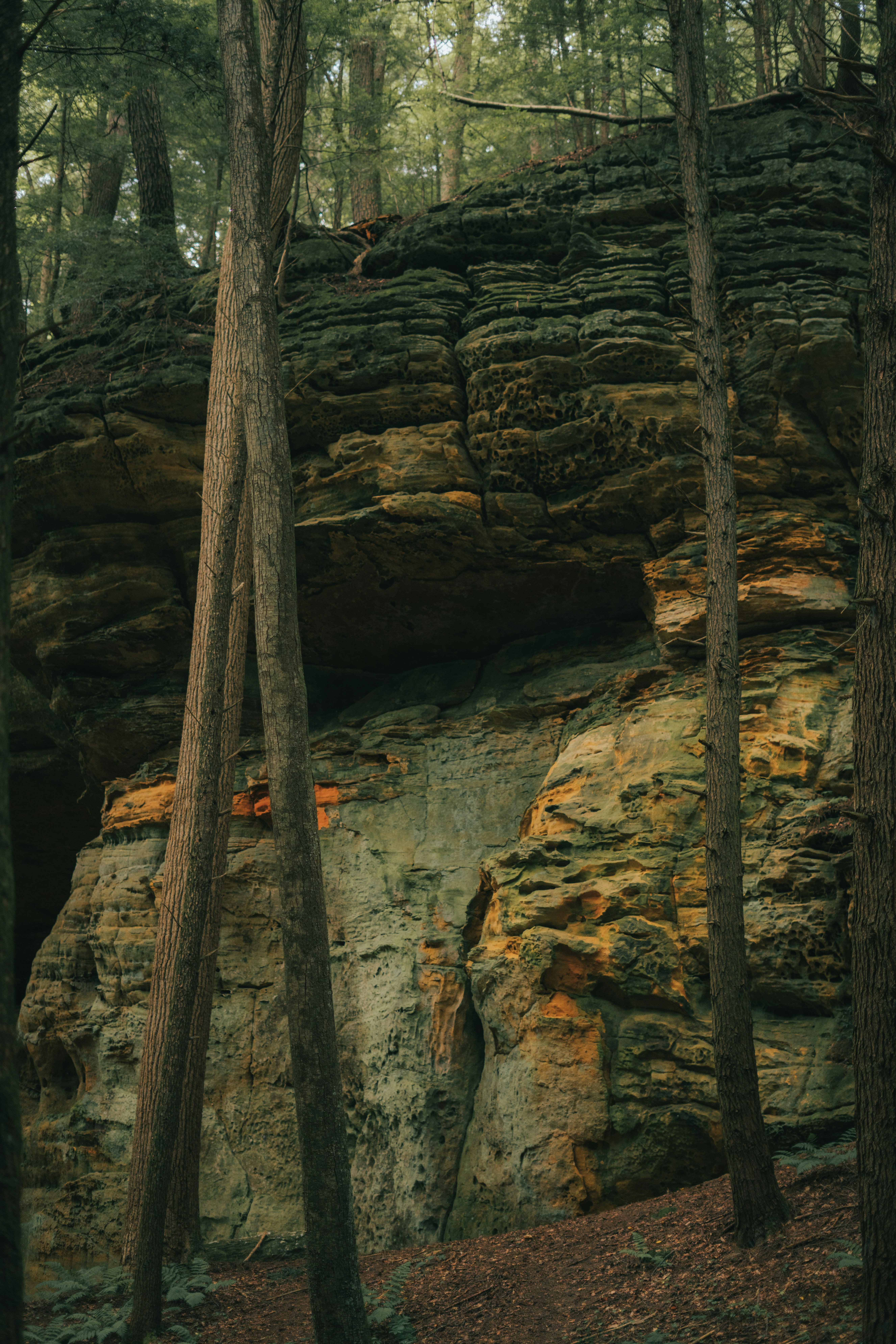Whispering Rocks: A Forest Cliff Framed by Pines and a Shadowed Cavern