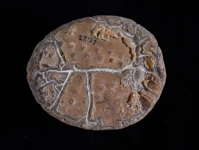 Fossils Flashcards Fossils Flashcards