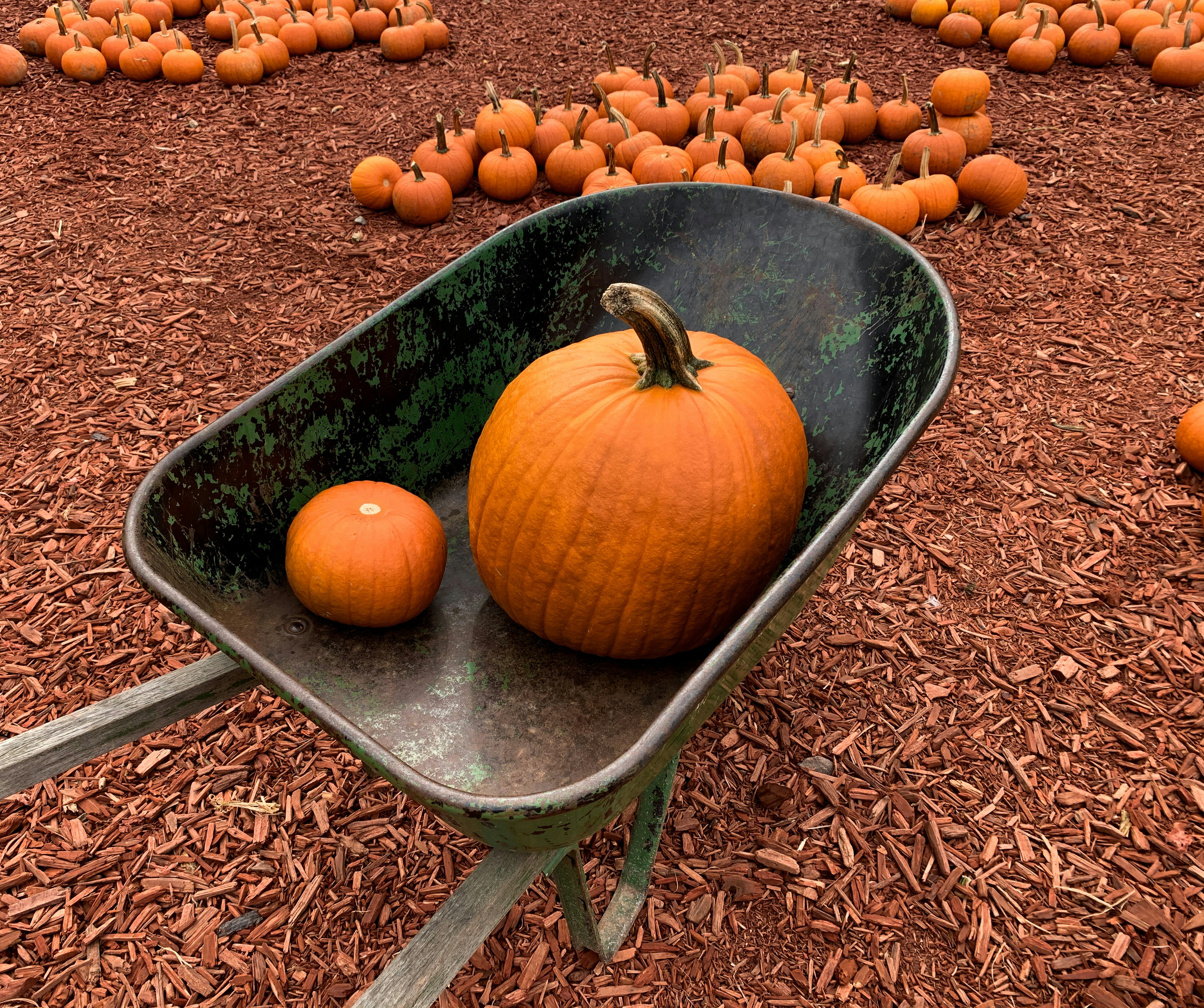 a wheelbarrow filled with pumpkins in a field