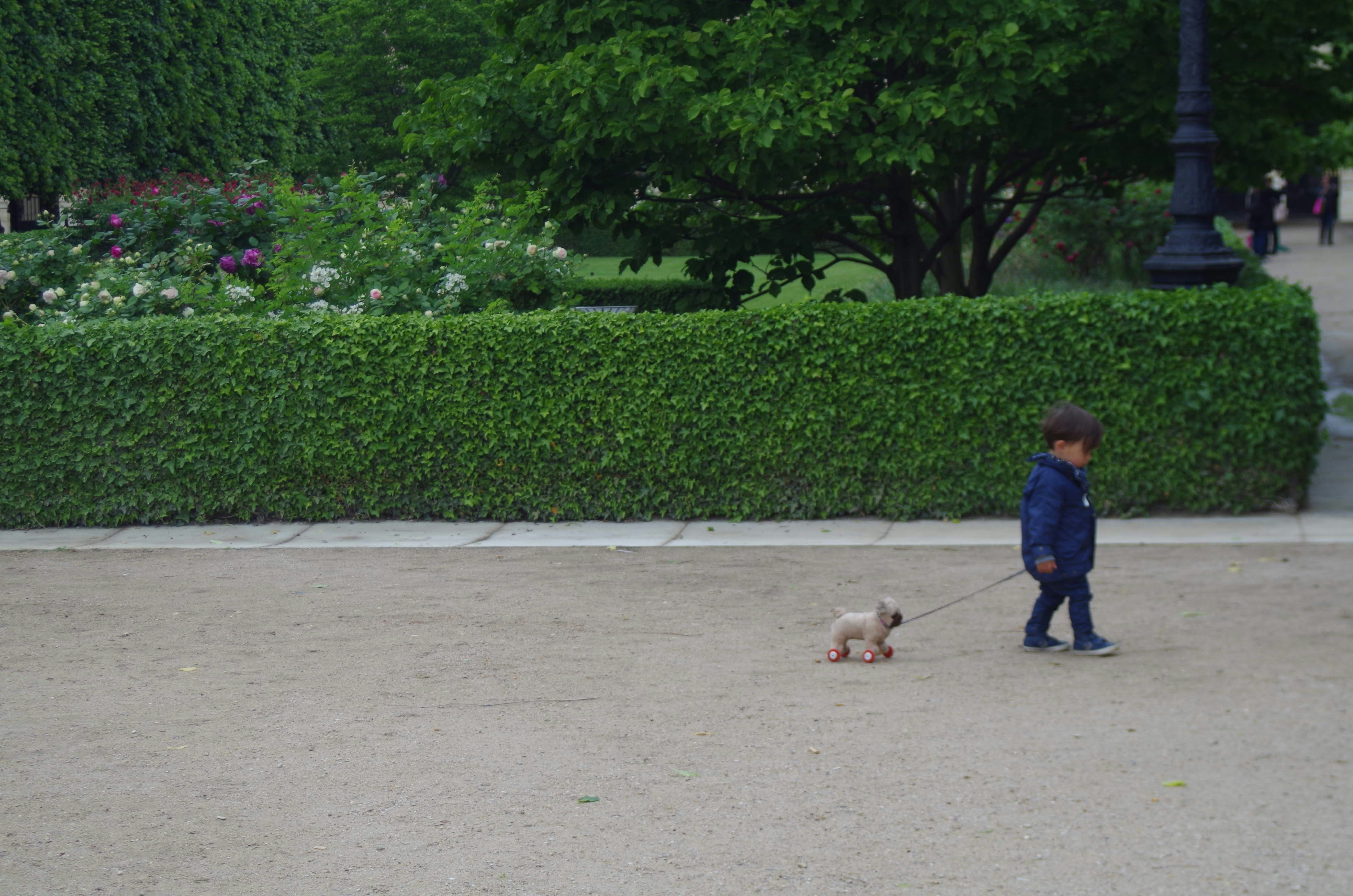 Young child walking a small dog along a sandy path, surrounded by lush greenery and blooming flowers.