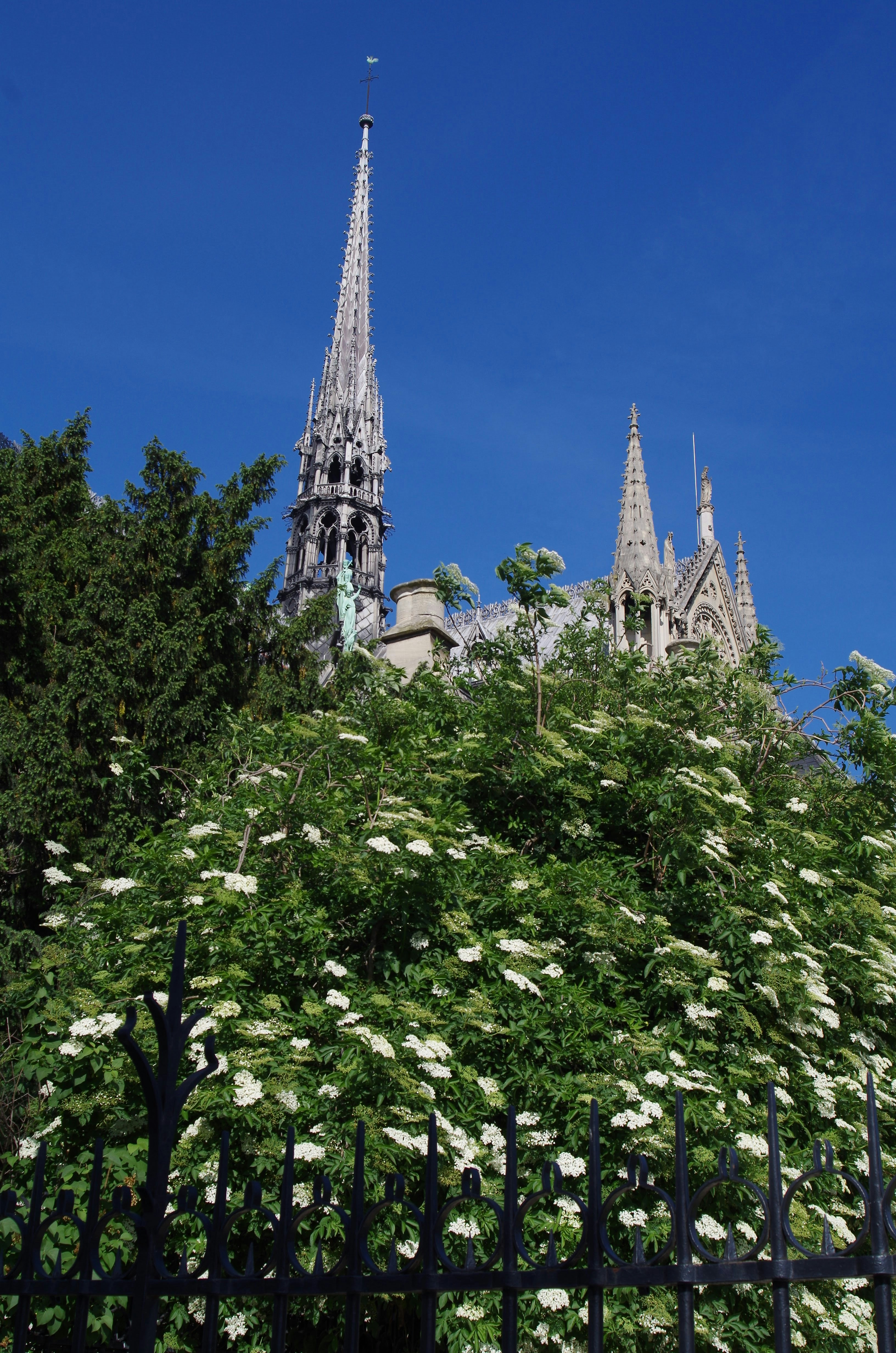 Gothic cathedral spire peeking through lush greenery and blooming flowers, framed by ornate ironwork. A serene blend of architecture and nature.