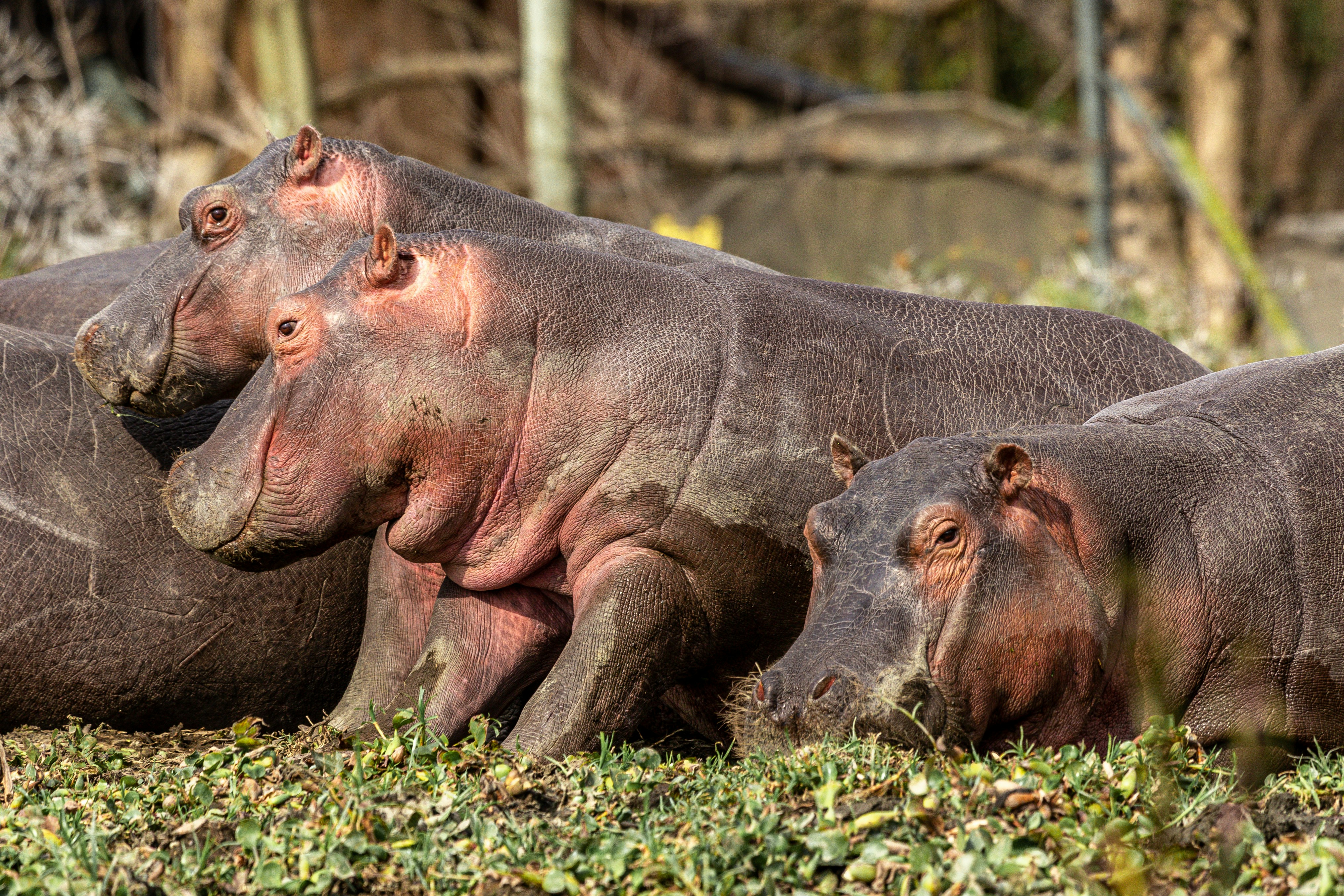 A group of hippopotamus resting in the grass photo – Free Hippo Image ...