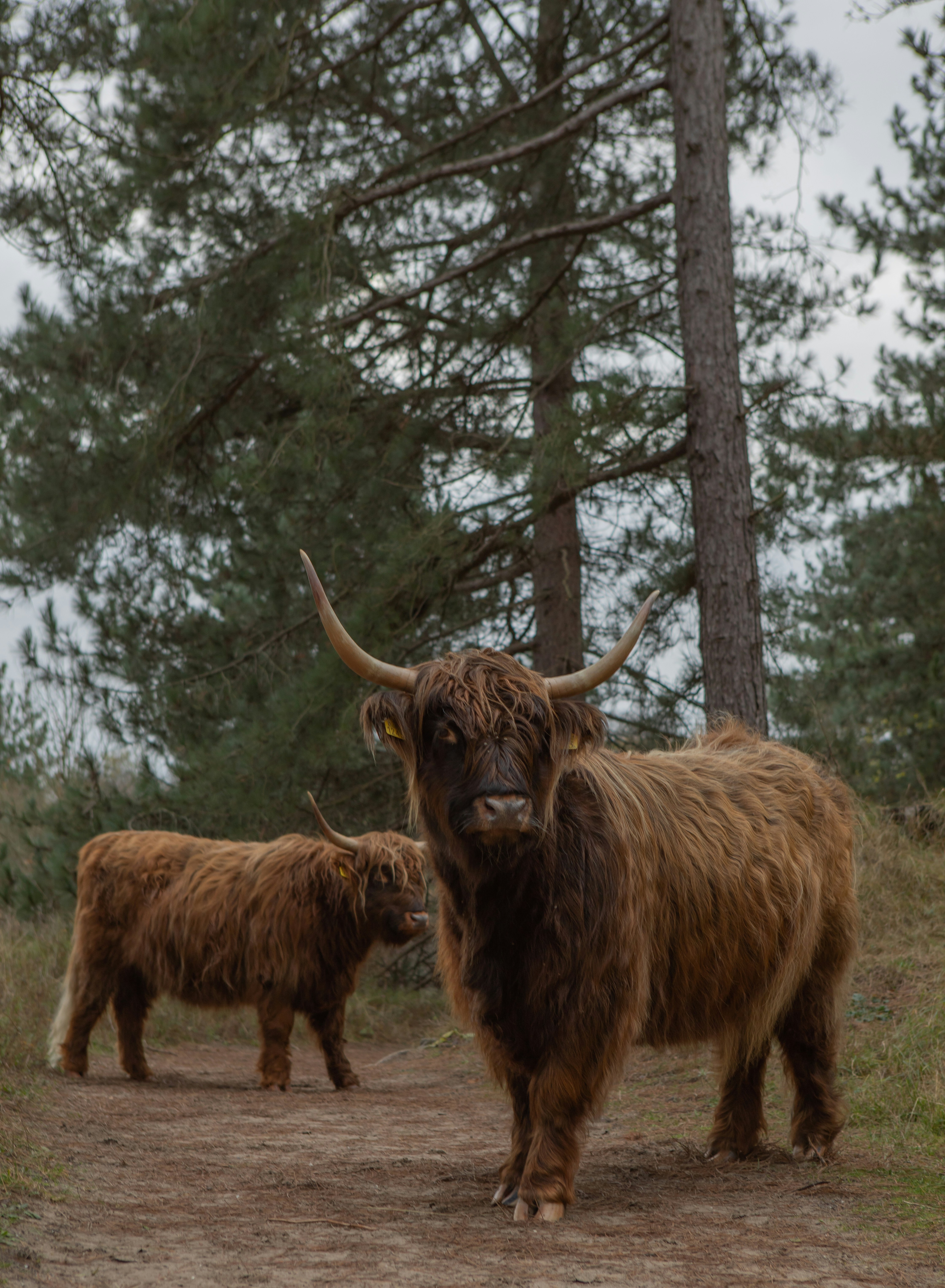 Majestic Highlanders in Woodland Path