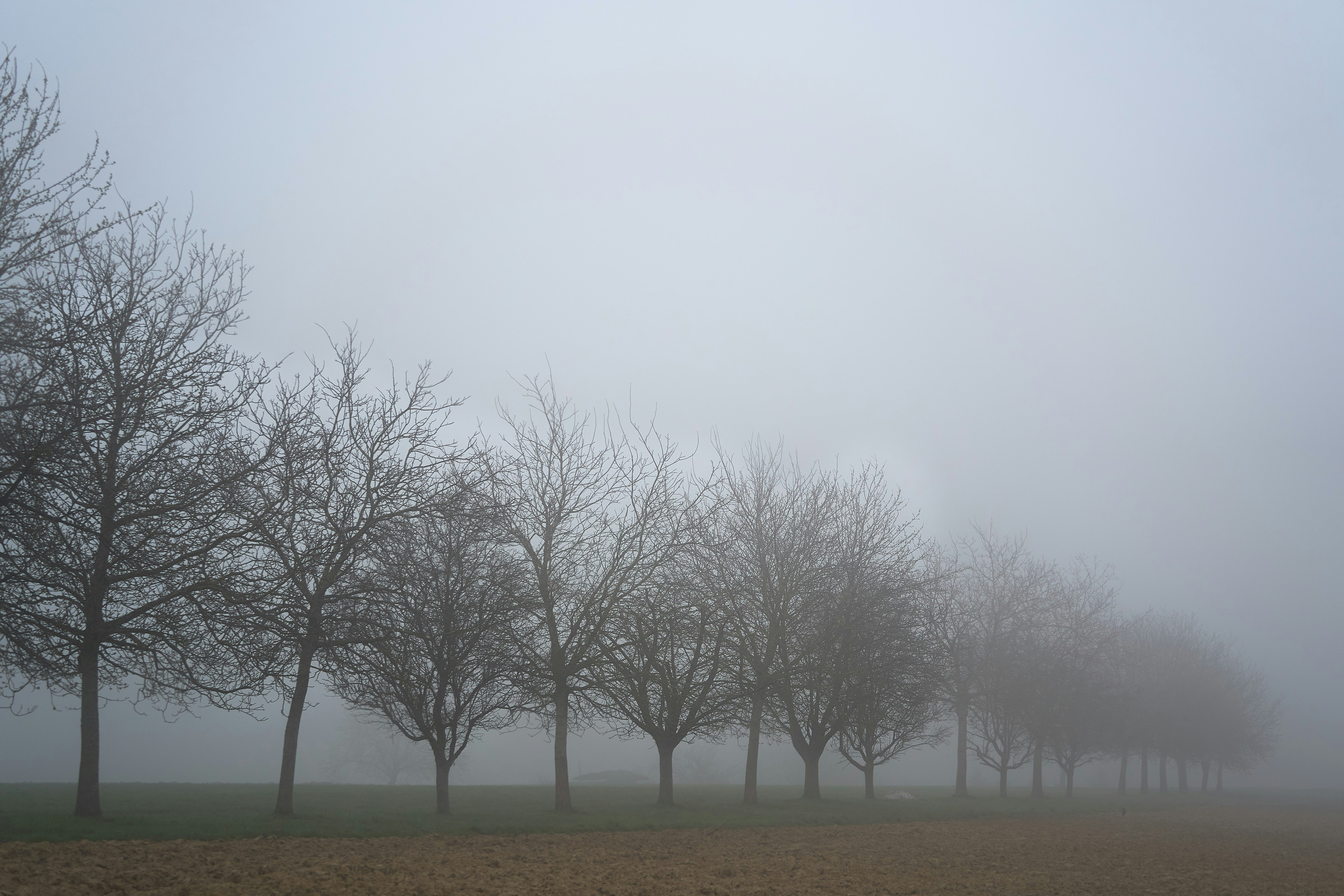 A row of trees on a foggy day photo – Free Mist Image on Unsplash
