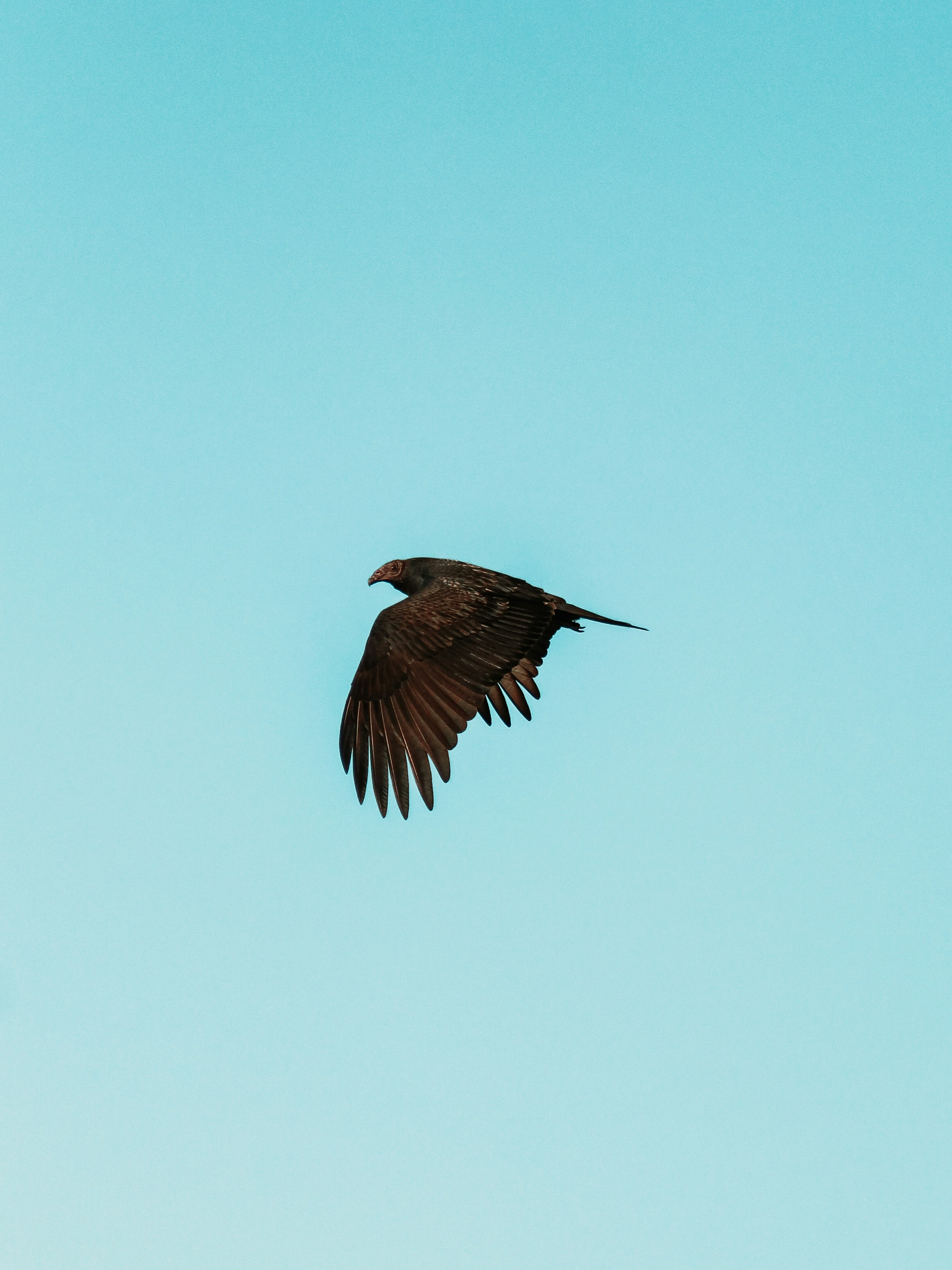 Cerulean Glide: A Dark Wing Slices Through Open Sky