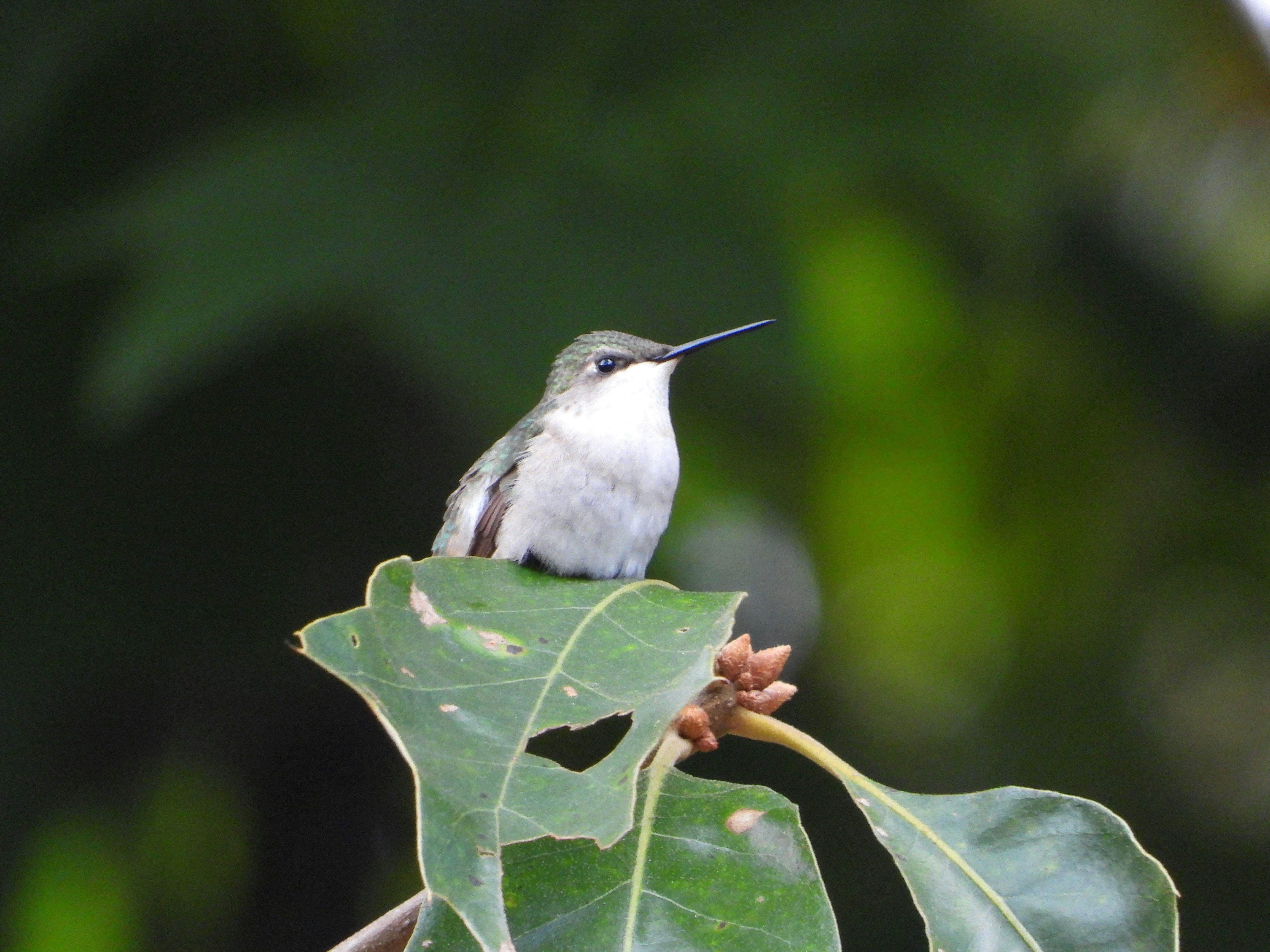 A hummingbird perches on a branch of a tree photo – Free Animal Image ...
