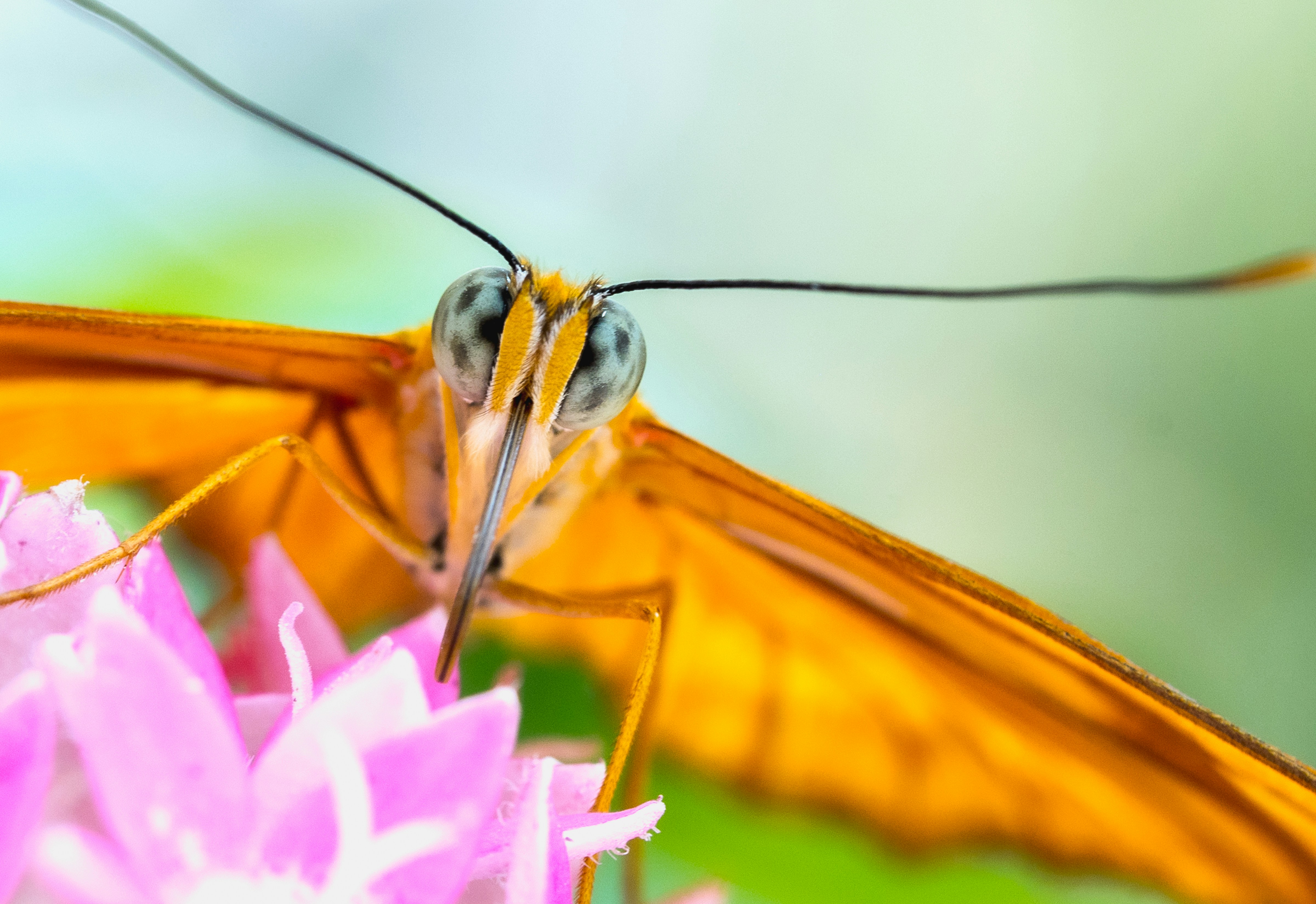 Imágenes de Probóscide Mariposa | Descarga imágenes gratuitas en Unsplash