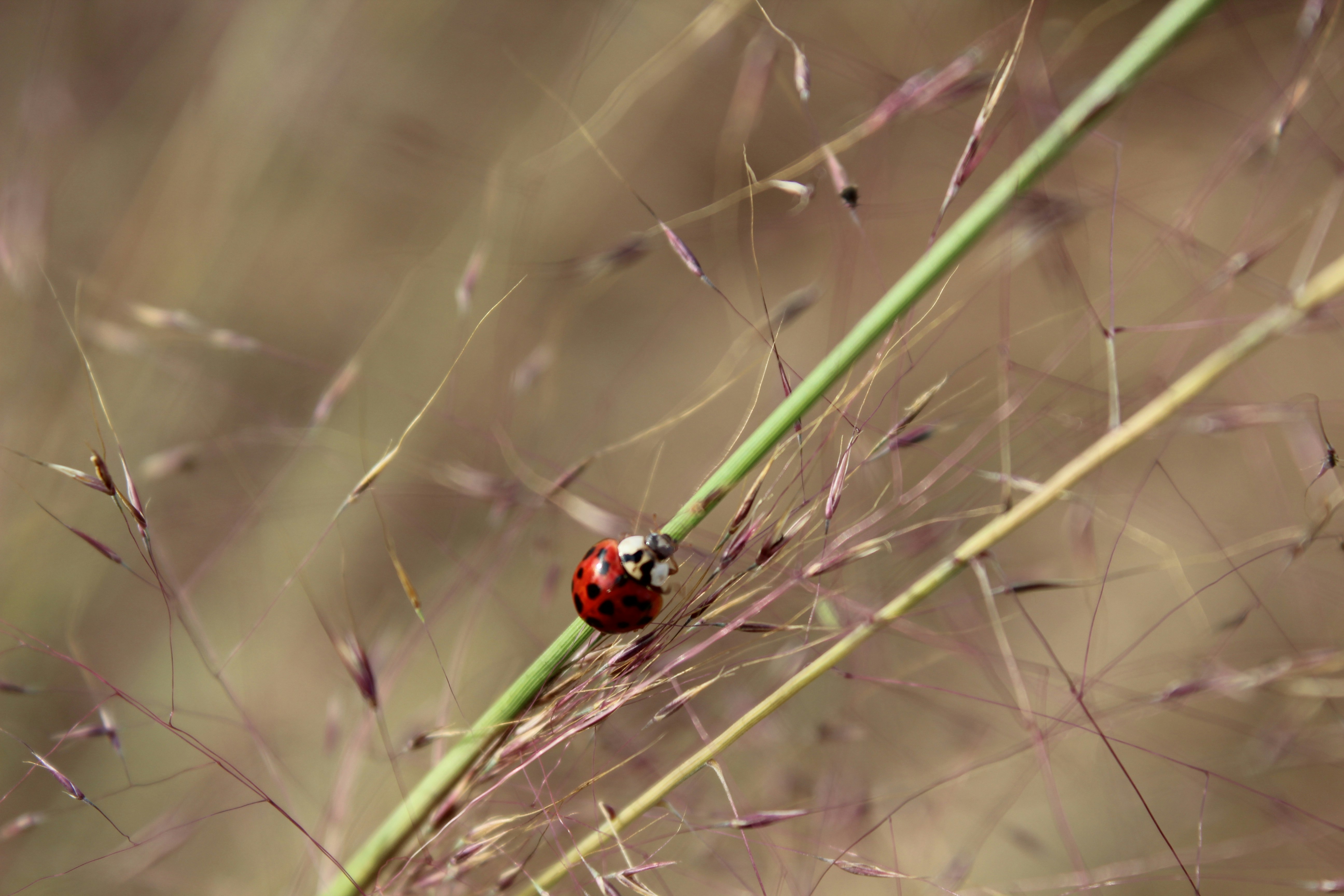 Crimson Trek on a Diagonal Grass Blade