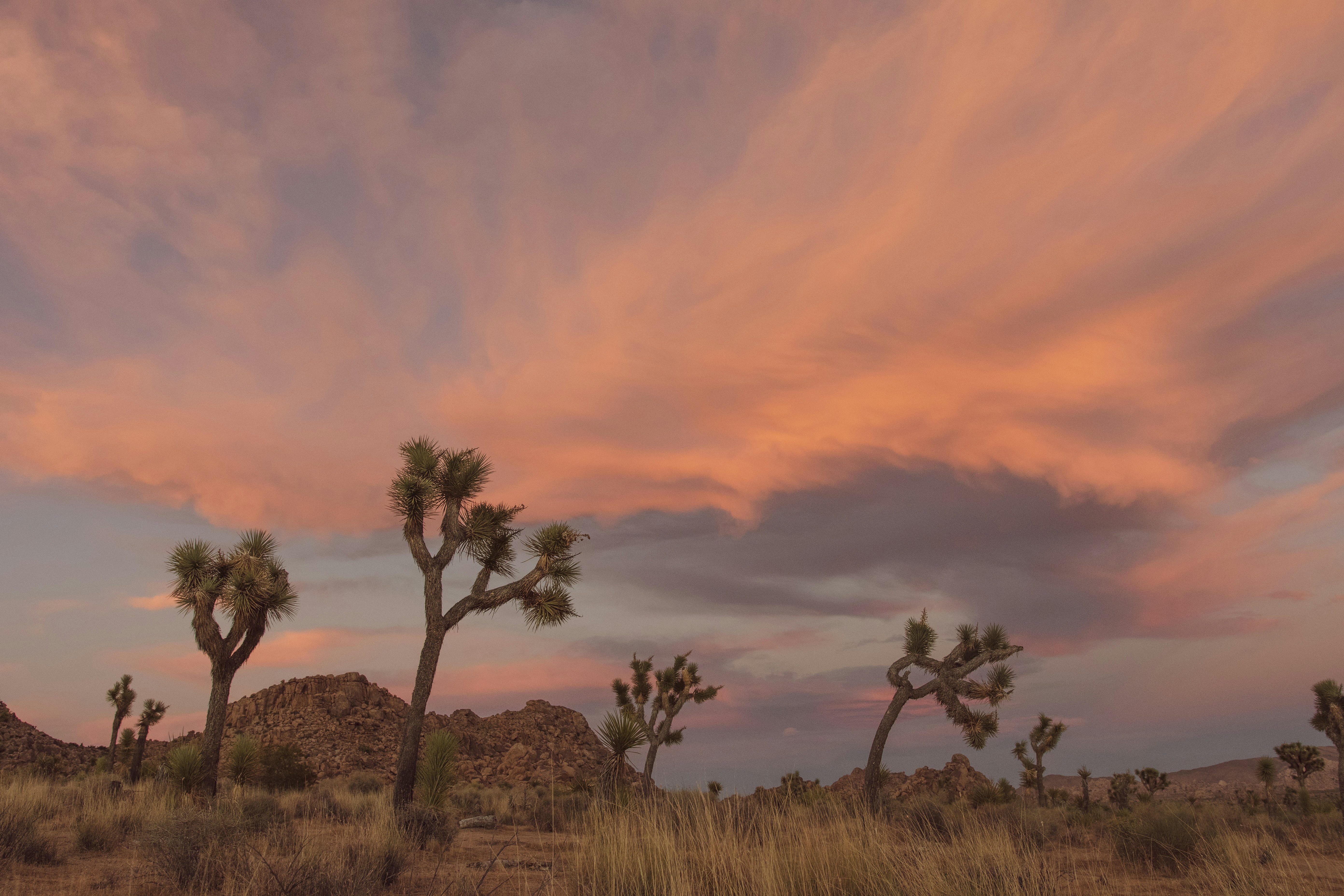 500+ Joshua Tree Pictures | Download Free Images on Unsplash