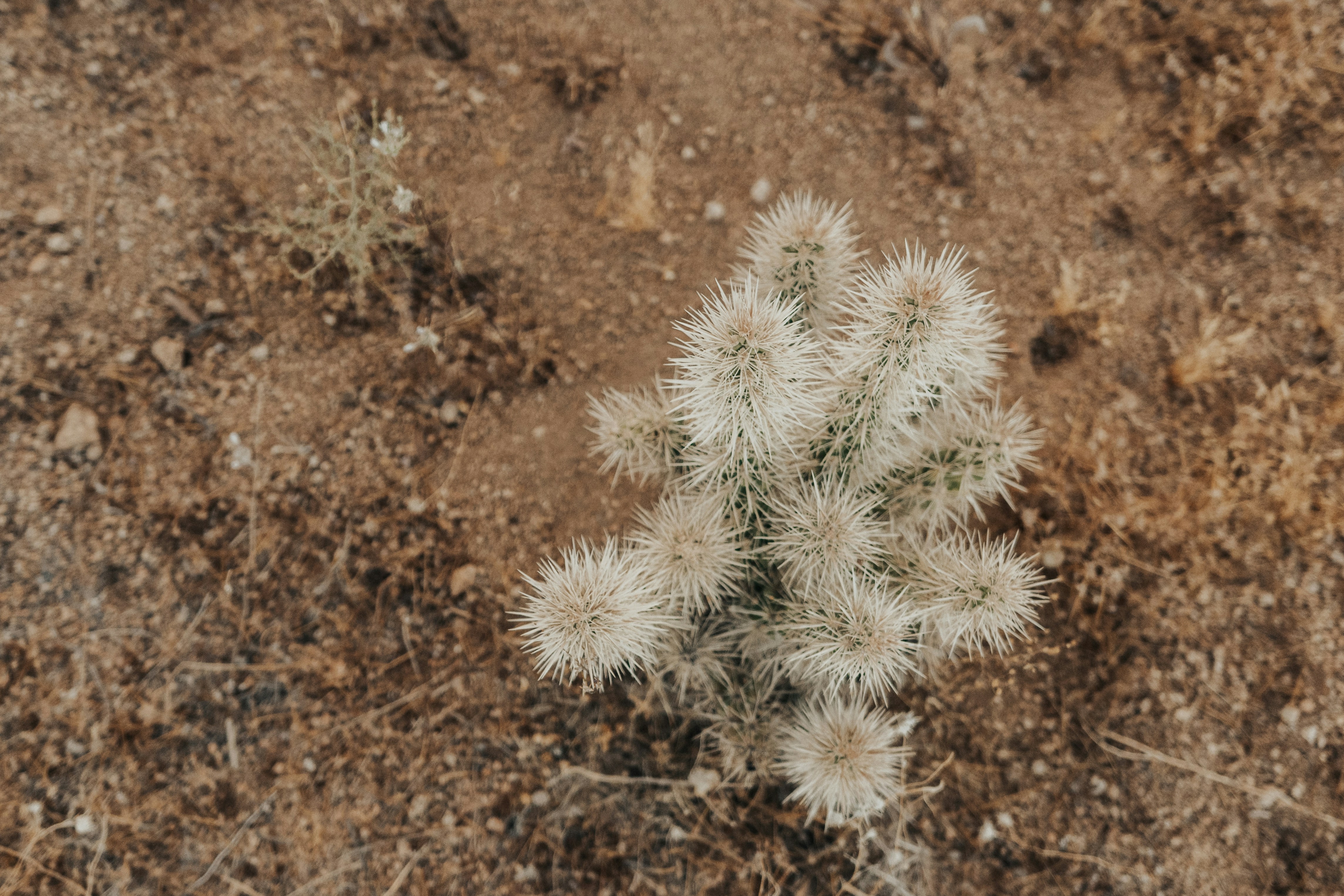 Cotton-Spined Sentinel Against Parched Earth
