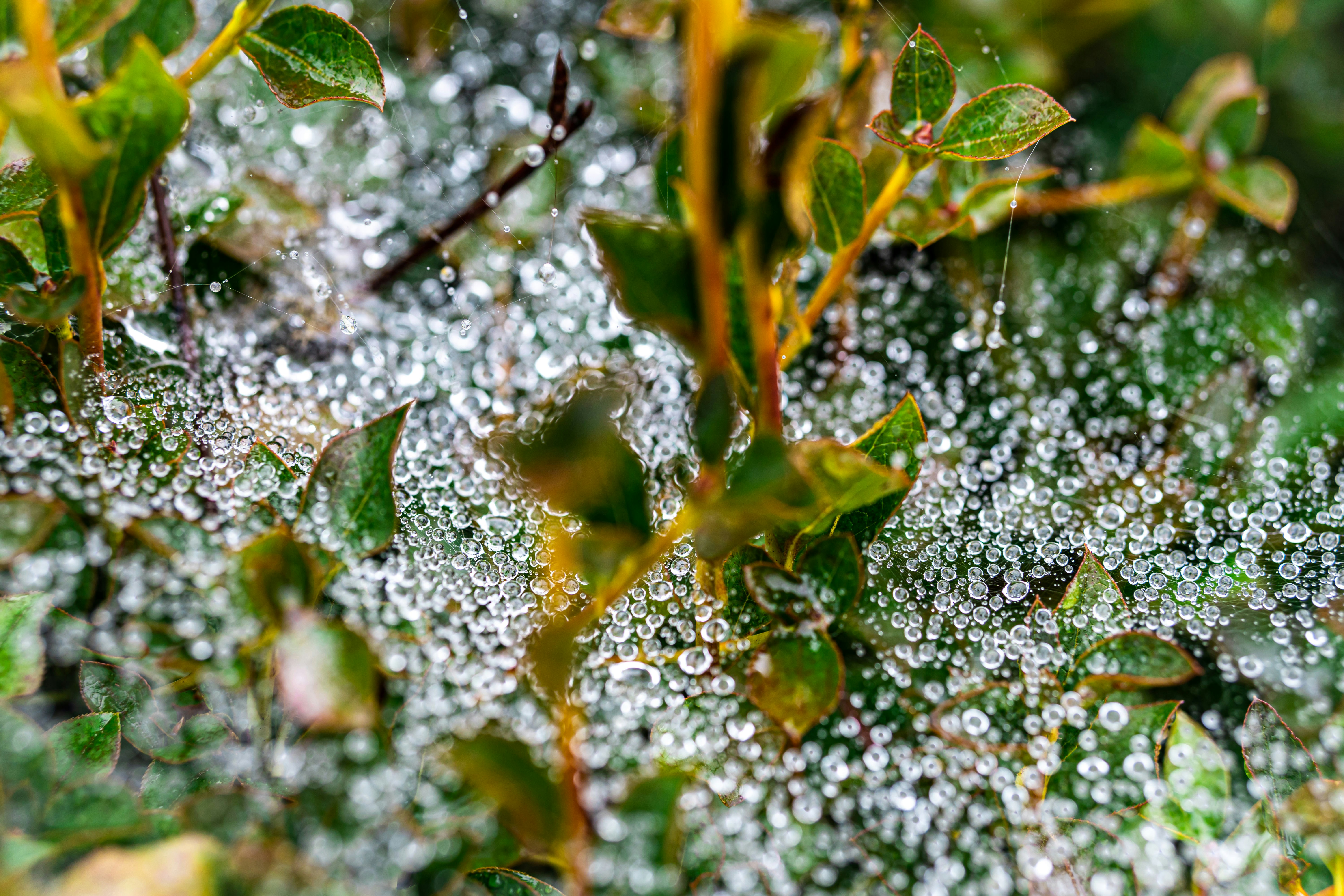 Morning Beads: Dew Pearls on a Leafy Veil