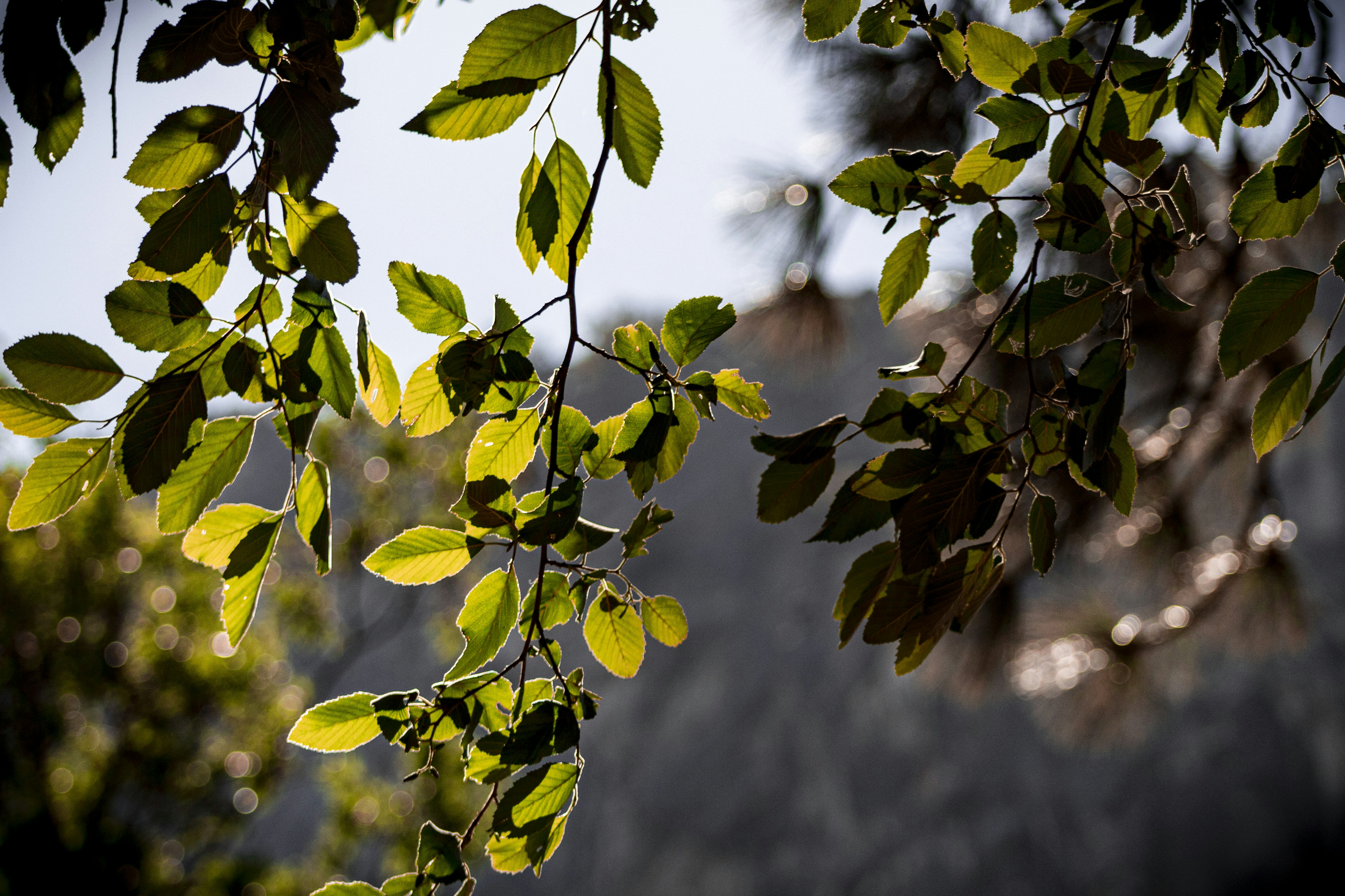 This captivating image showcases a delicate interplay of light and shadow as sunlight filters through vibrant green leaves against a softly blurred backdrop. The composition captures the intricate details of the foliage, with light creating a glowing effect on the leaves, enhancing their vivid hues. The atmosphere is serene and tranquil, making the image visually striking with its natural contrast and depth.