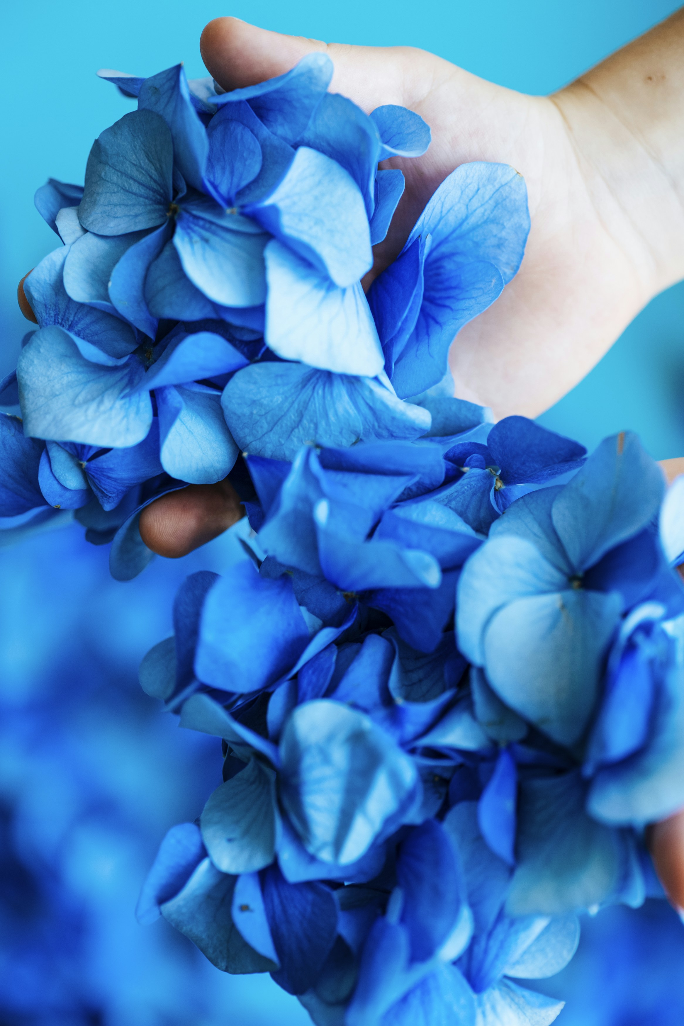 A hand delicately holds a cluster of vibrant blue hydrangea petals against a soft blue background.