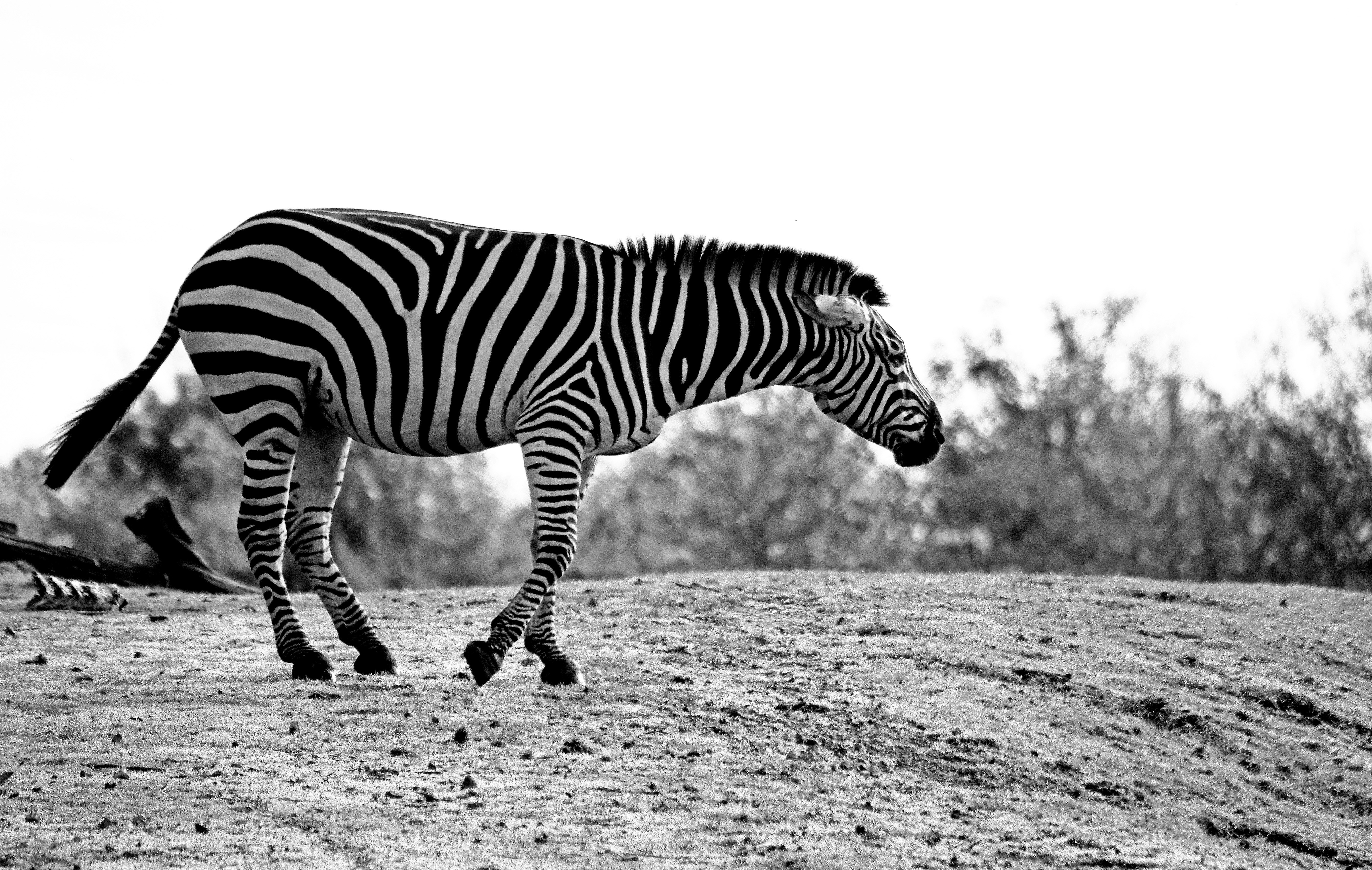 A zebra walking across a dry grass covered field photo – Free Animals ...